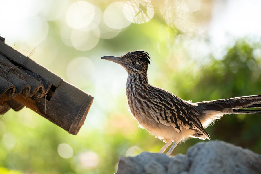 A roadrunner stands on a rock beside a wooden structure, backlit by warm bokeh and greenery. Its striped plumage and long tail are sharply defined against the bright background.