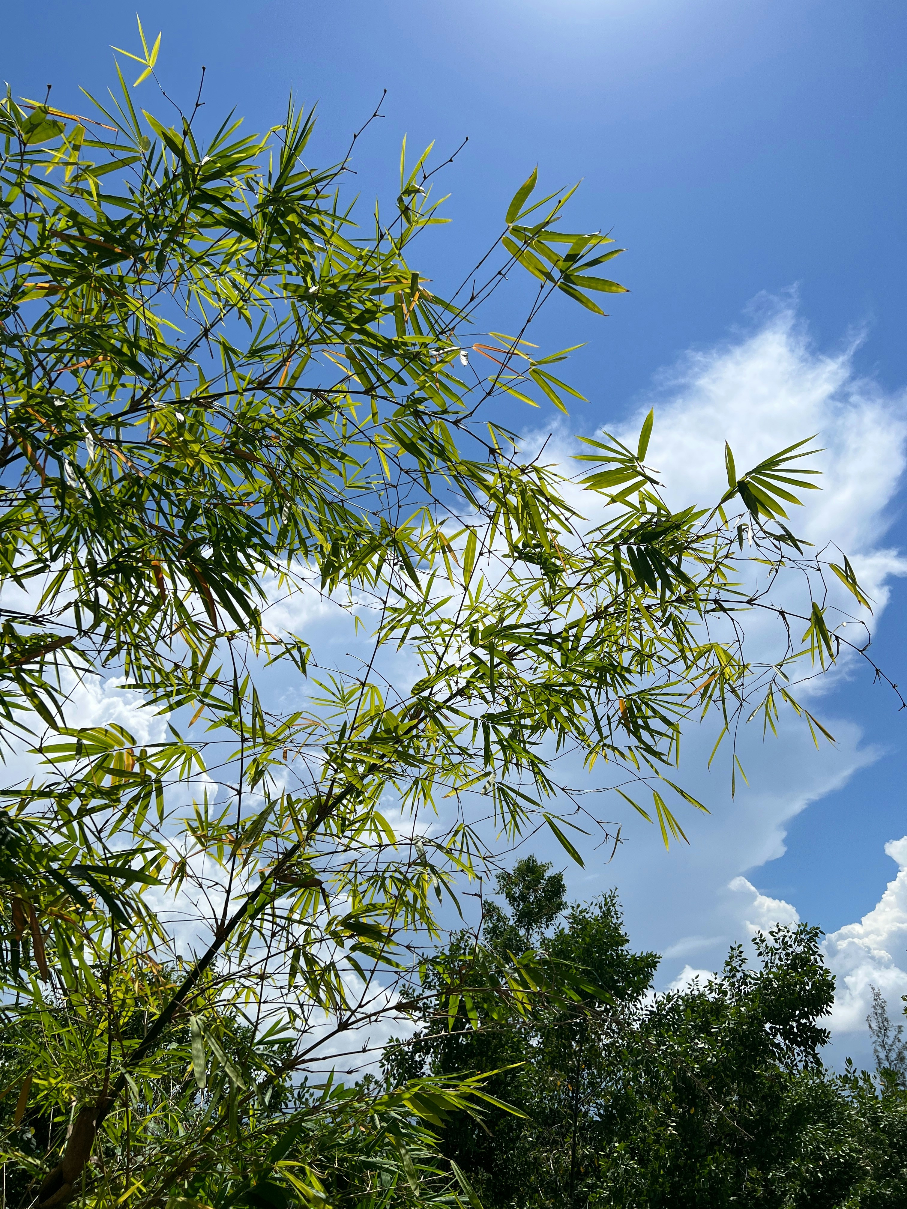 Green bamboo leaves against a bright blue sky.