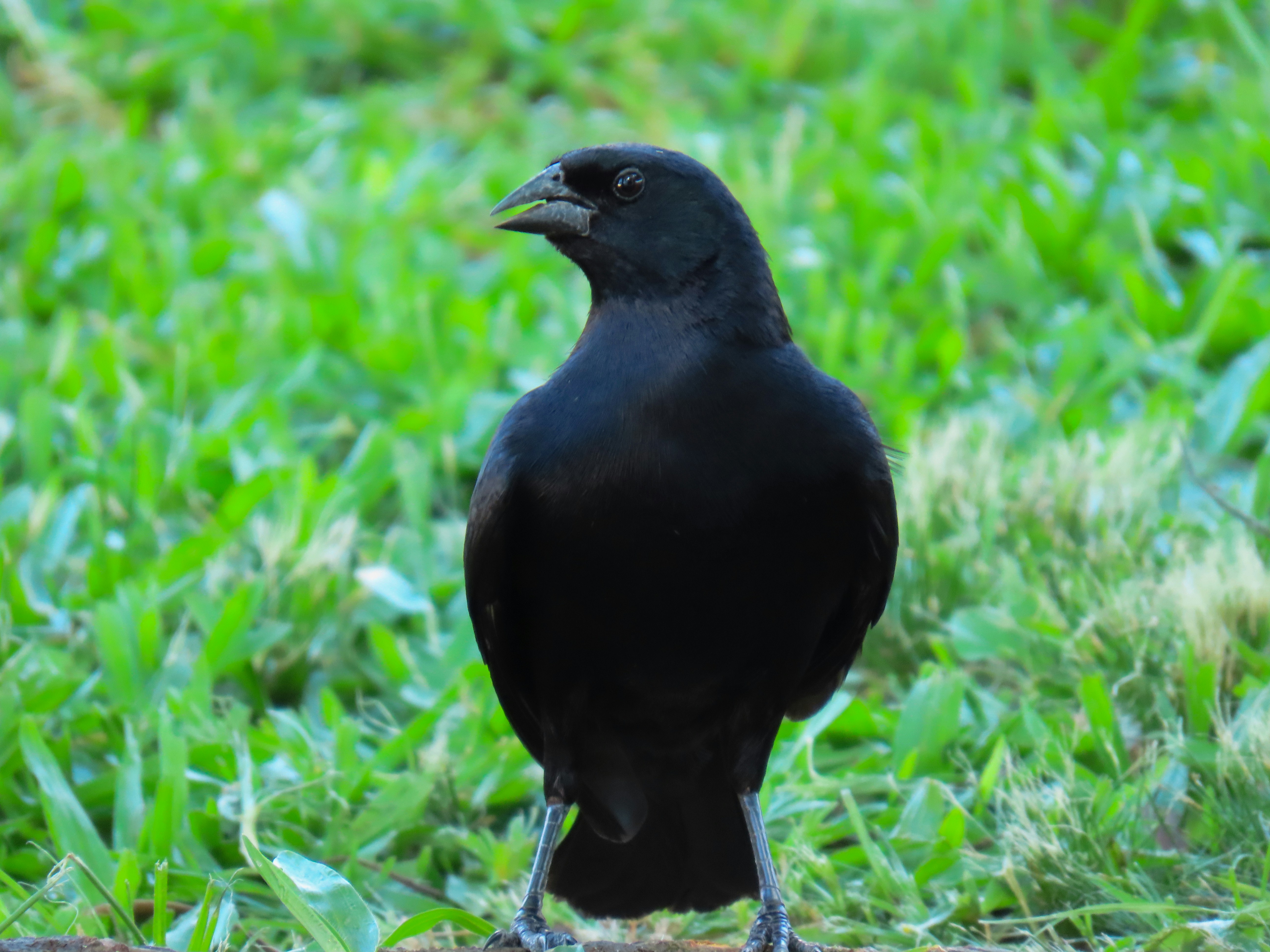 Chupim/Shiny Cowbird (Molothrus bonariensis) | A black bird stands on a blurred green background.
