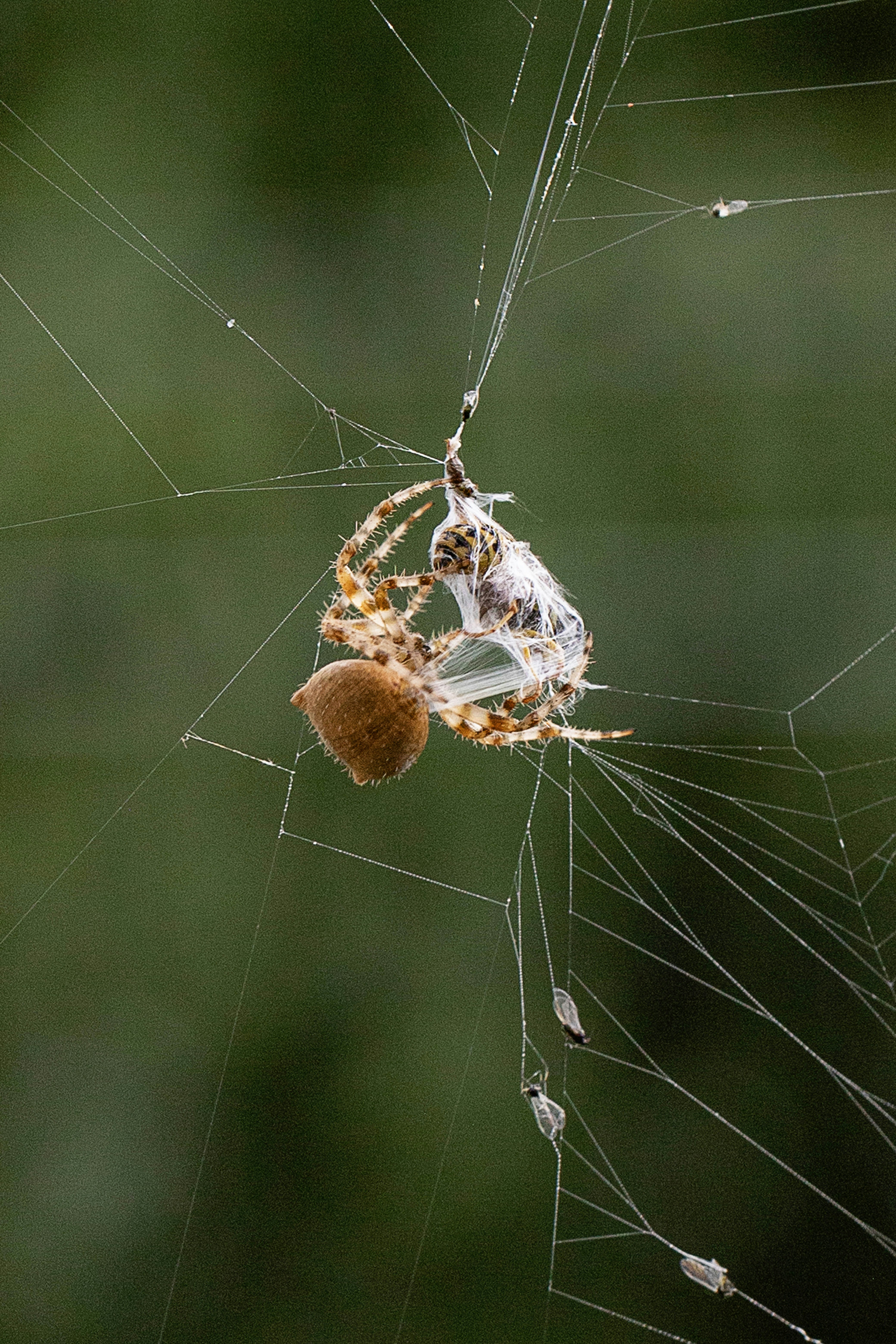 The Art of Entanglement: A Spider's Masterpiece