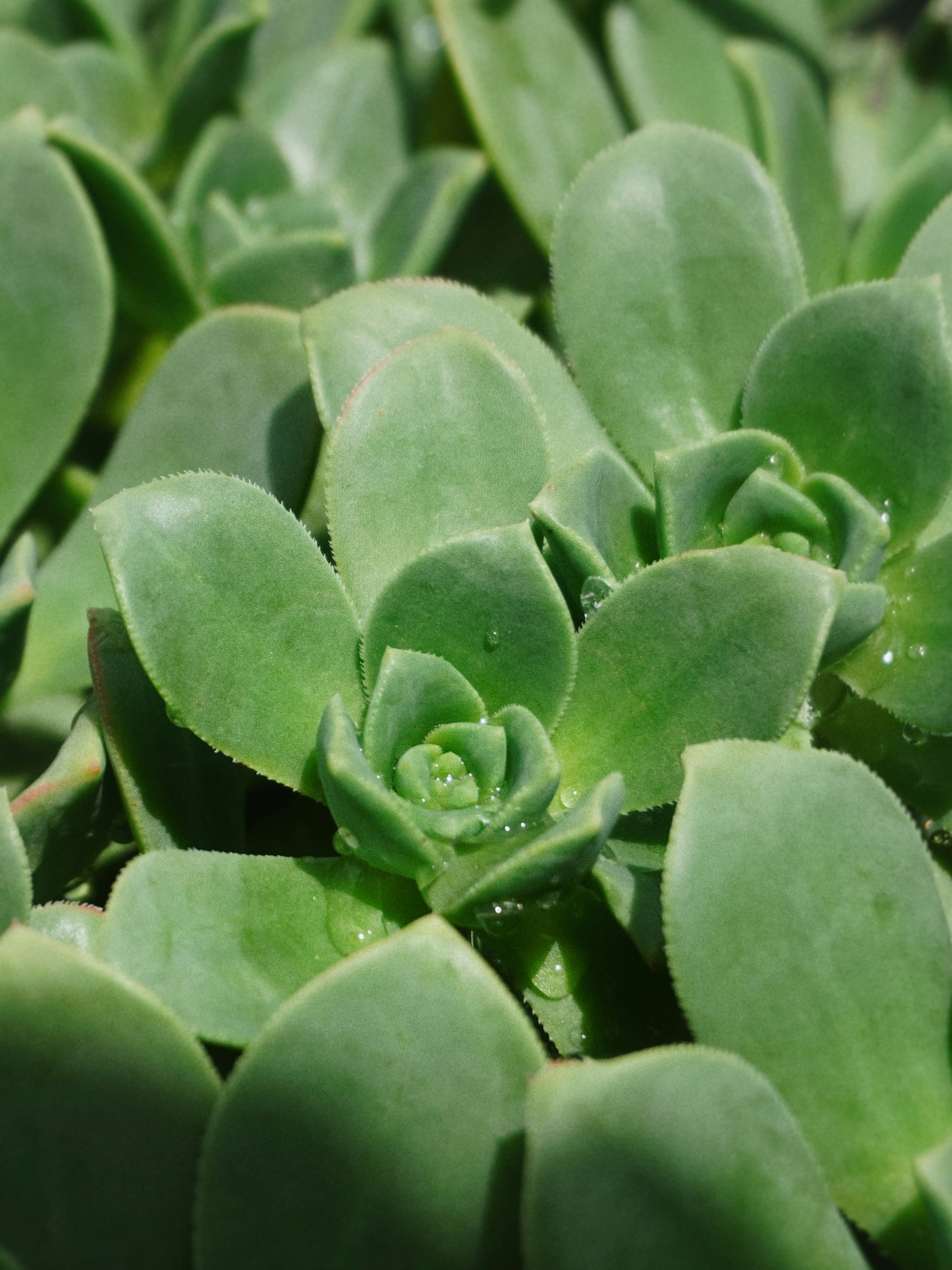 Close-up of lush green succulent plants with water droplets.