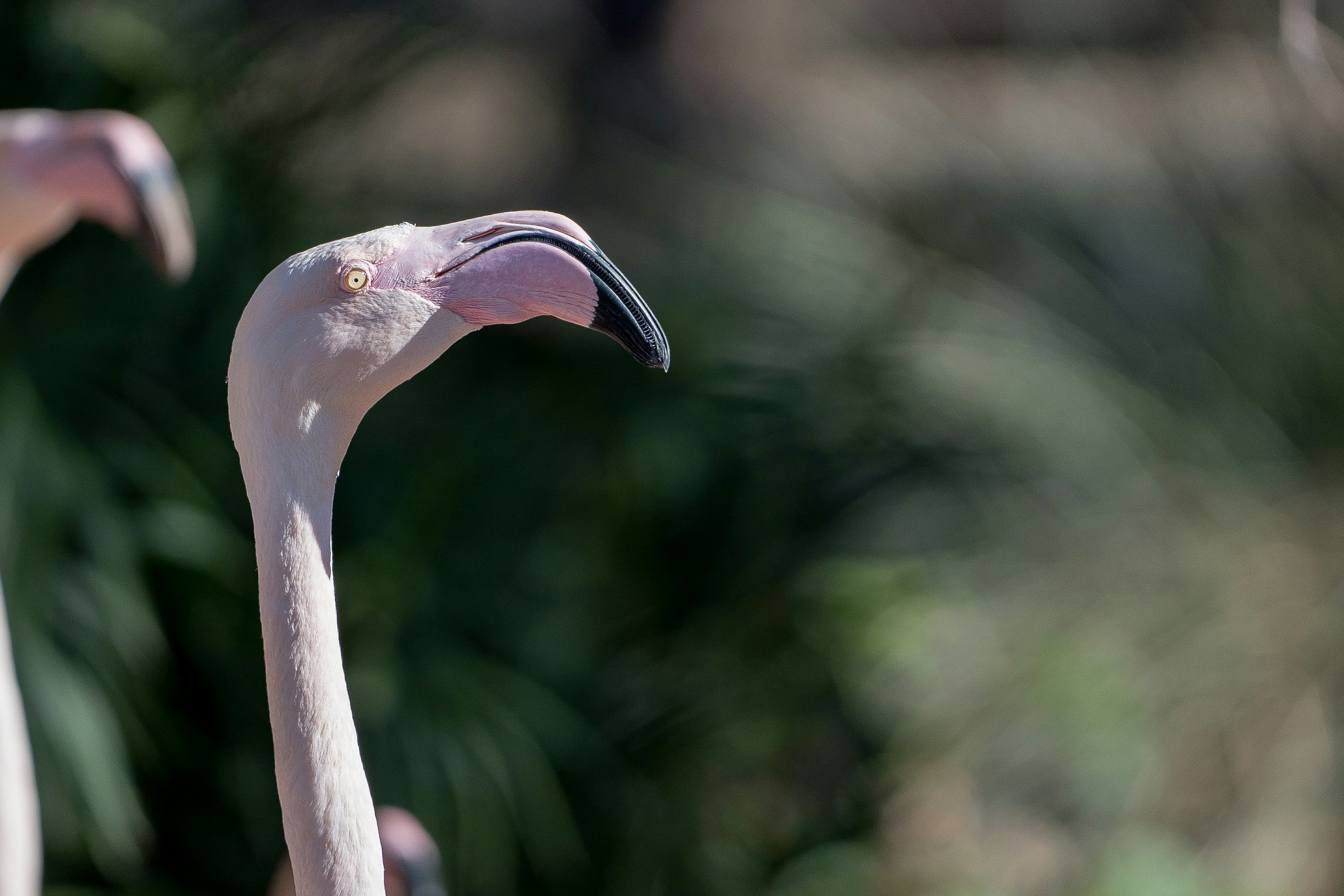 Elegance in Pink: A Flamingo's Graceful Stance