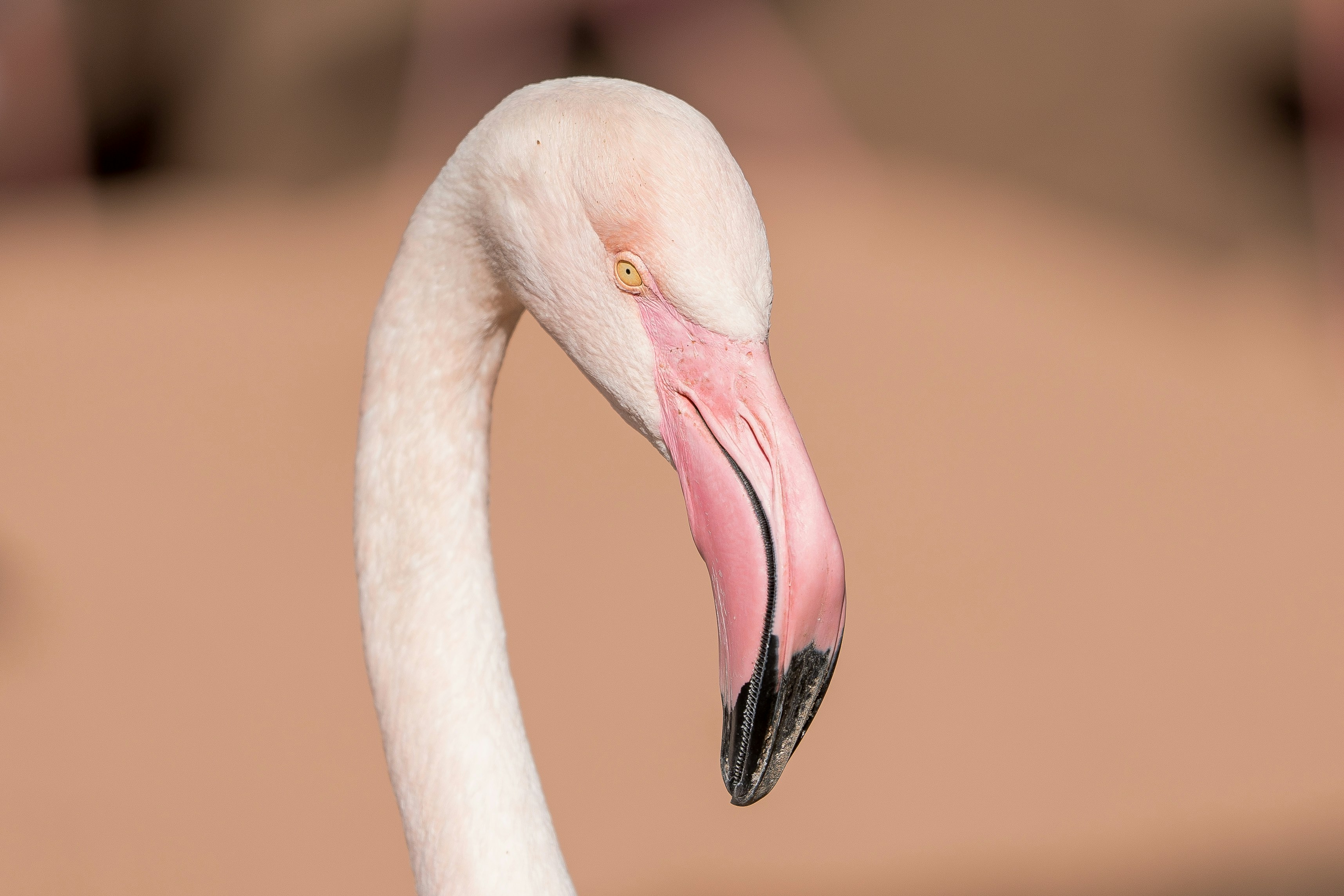 Elegance in Pink: The Flamingo's Gaze