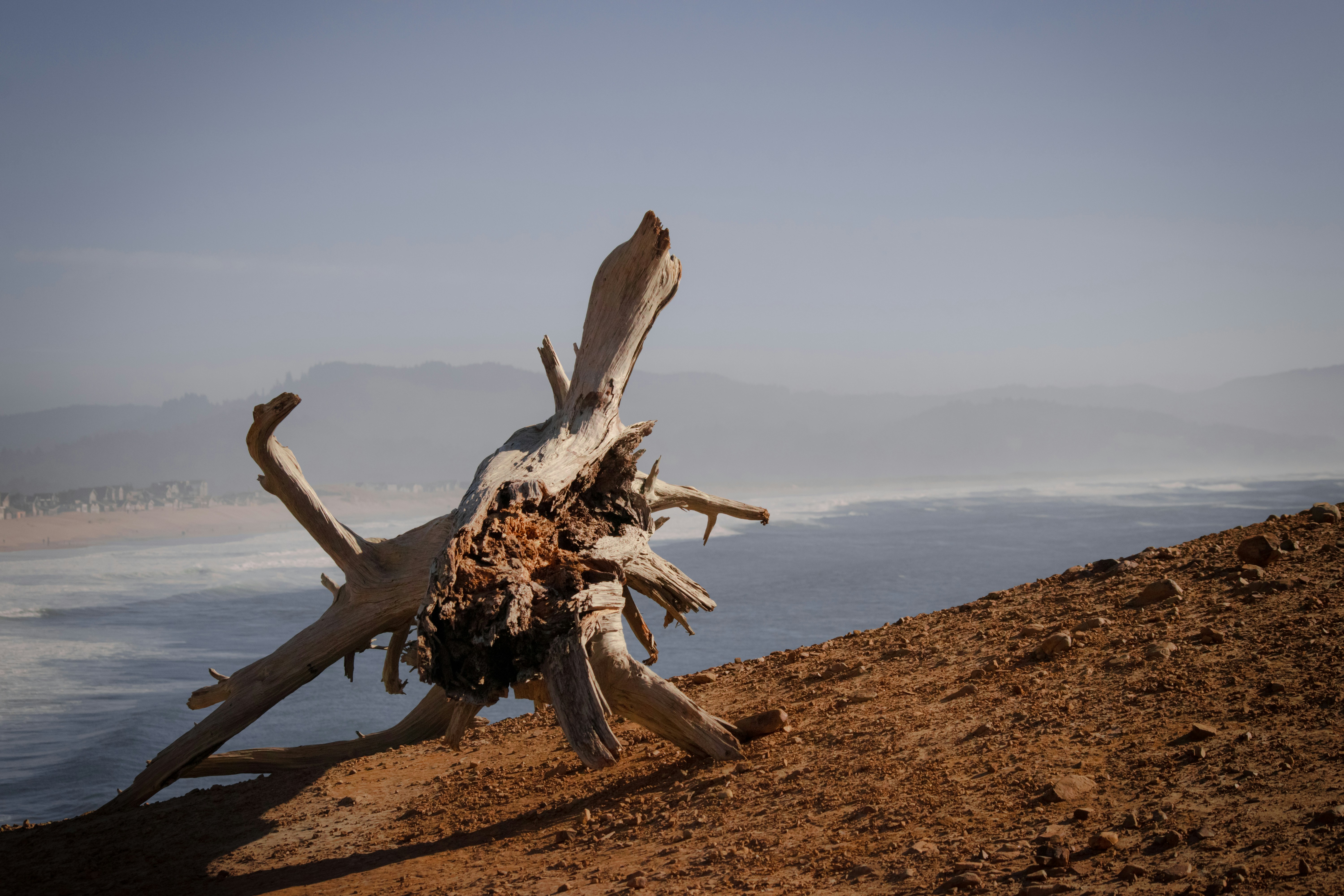 Nature's Sculpted Remains: A Driftwood Perspective