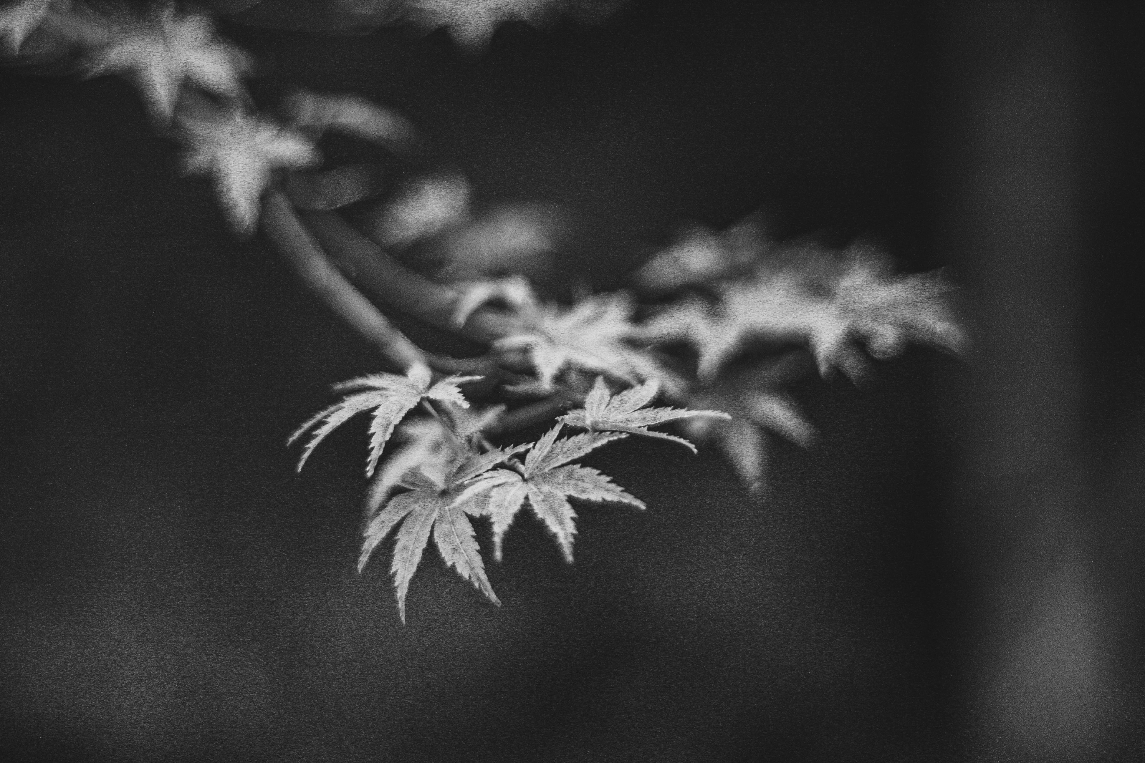 Delicate maple leaves gently illuminated against a blurred dark background, showcasing intricate details and textures.