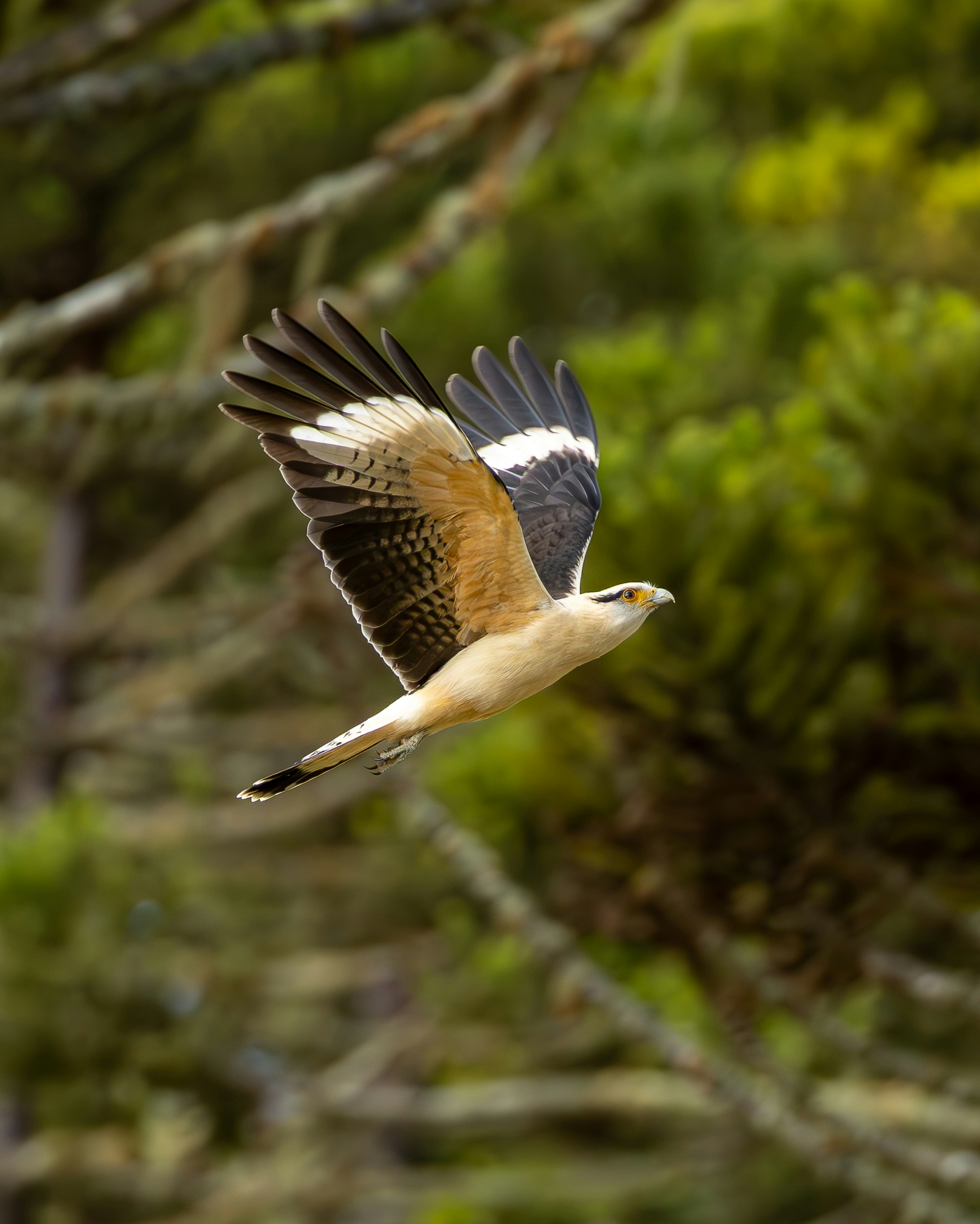 Graceful Ascent of the Hunter