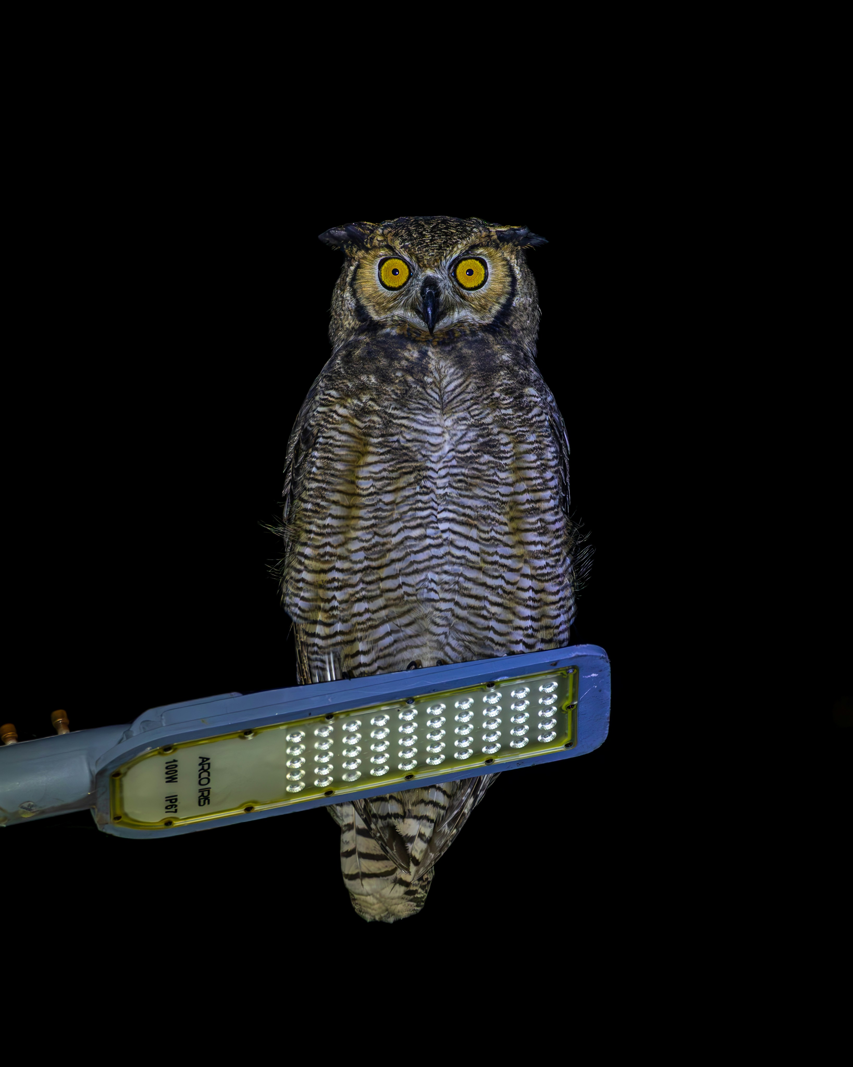 Nocturnal Watcher: The Owl Beneath the Streetlight