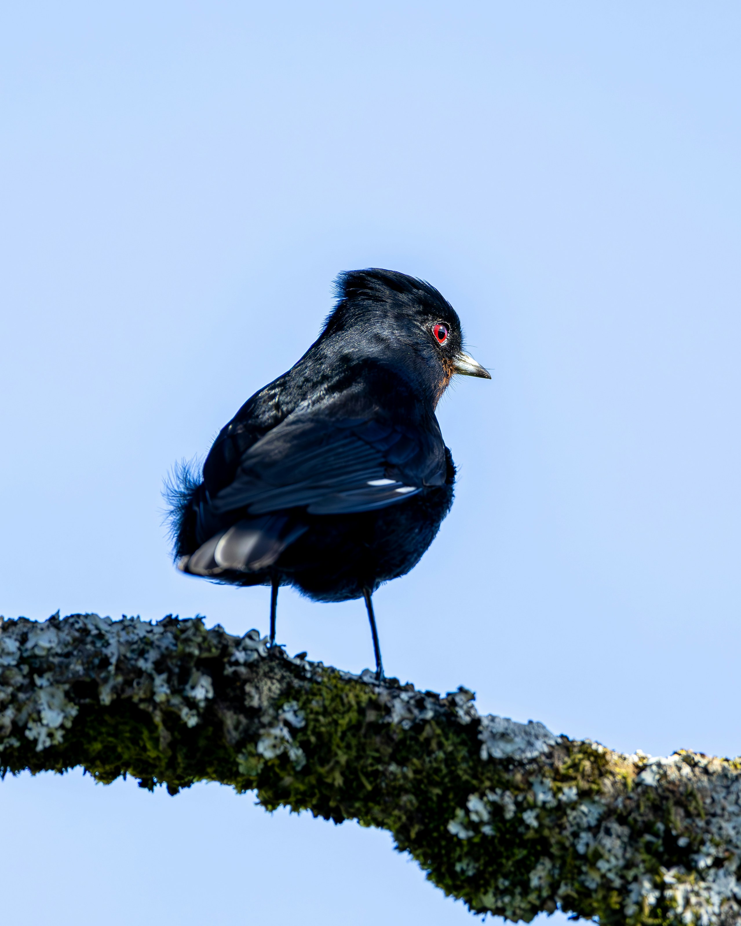 The Silent Watcher: A Black Bird's Vigil