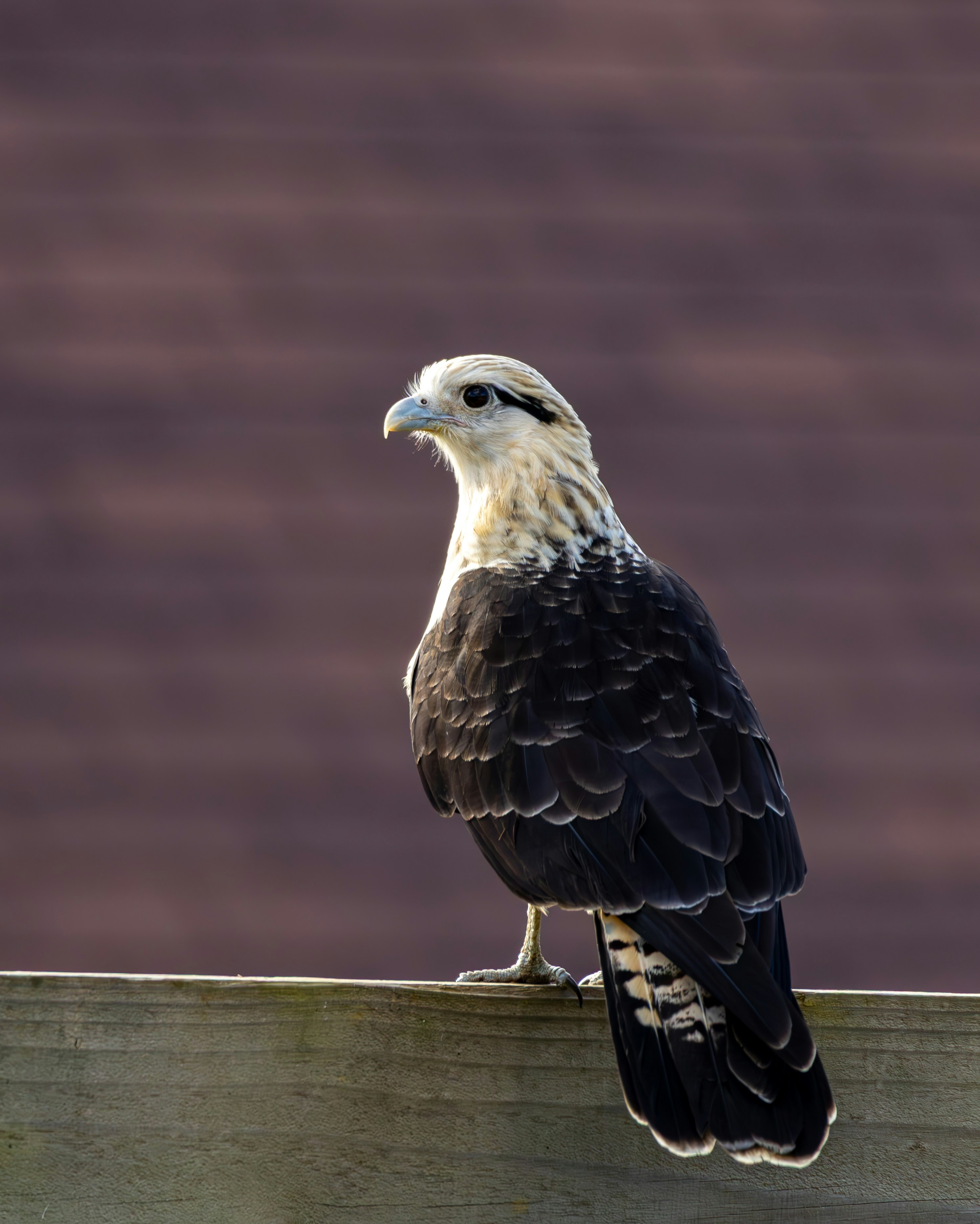 The Watchful Sentinel: A Hawk's Vigil