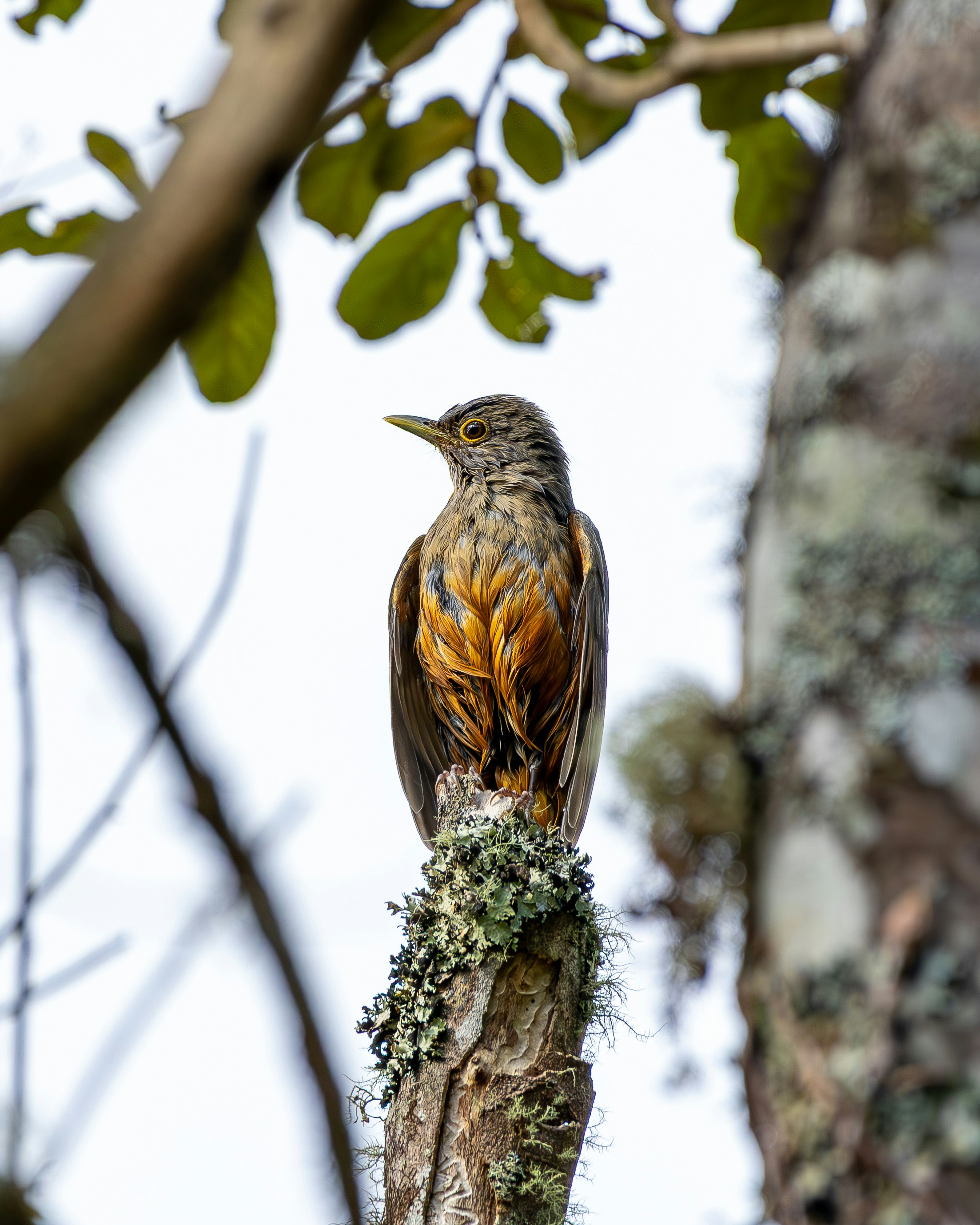 Guardian of the Canopy: A Bird's Vigil