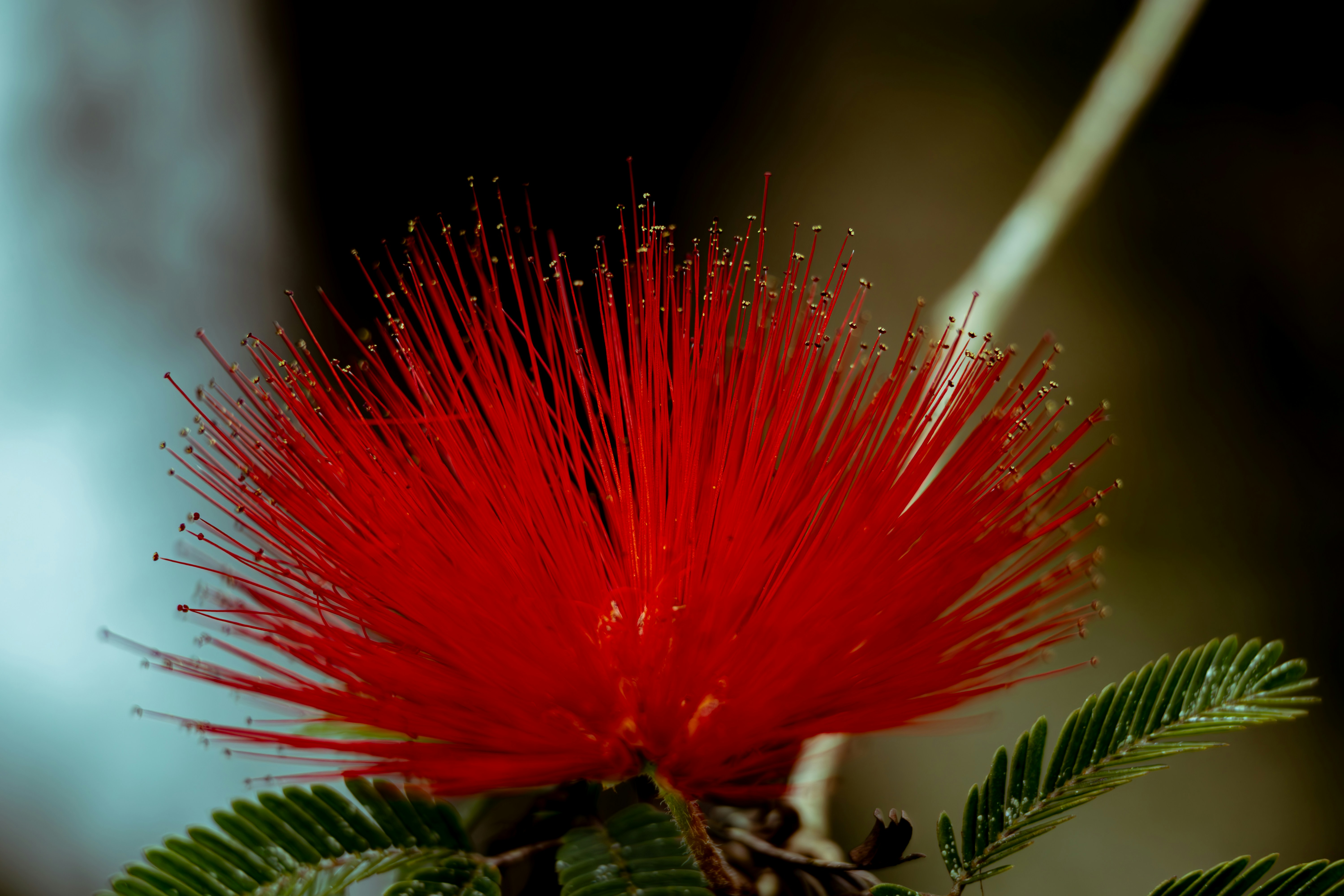 Fiery Elegance: The Scarlet Bloom