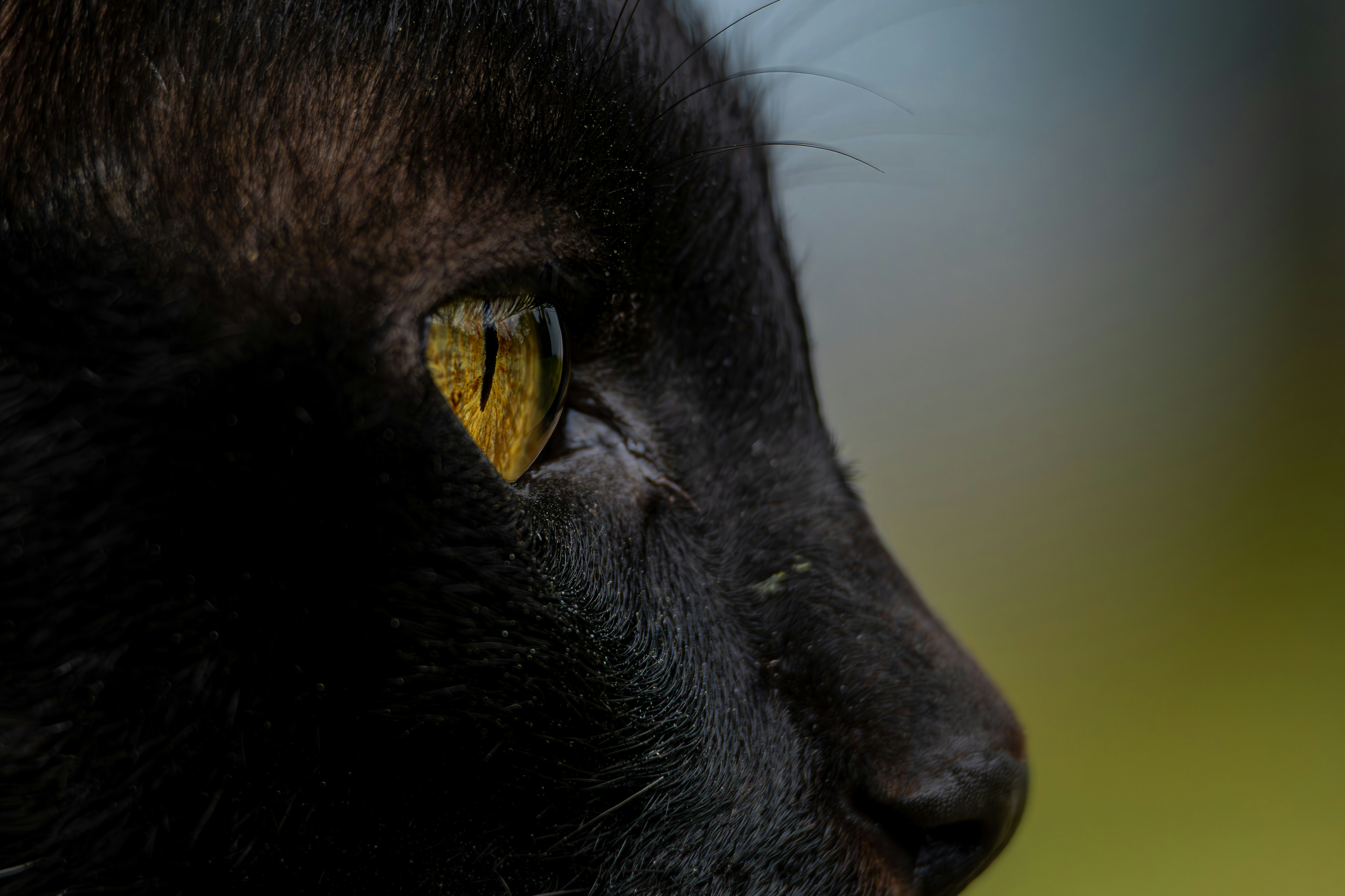 Glimmering Gaze: The Enigmatic Eye of a Black Cat