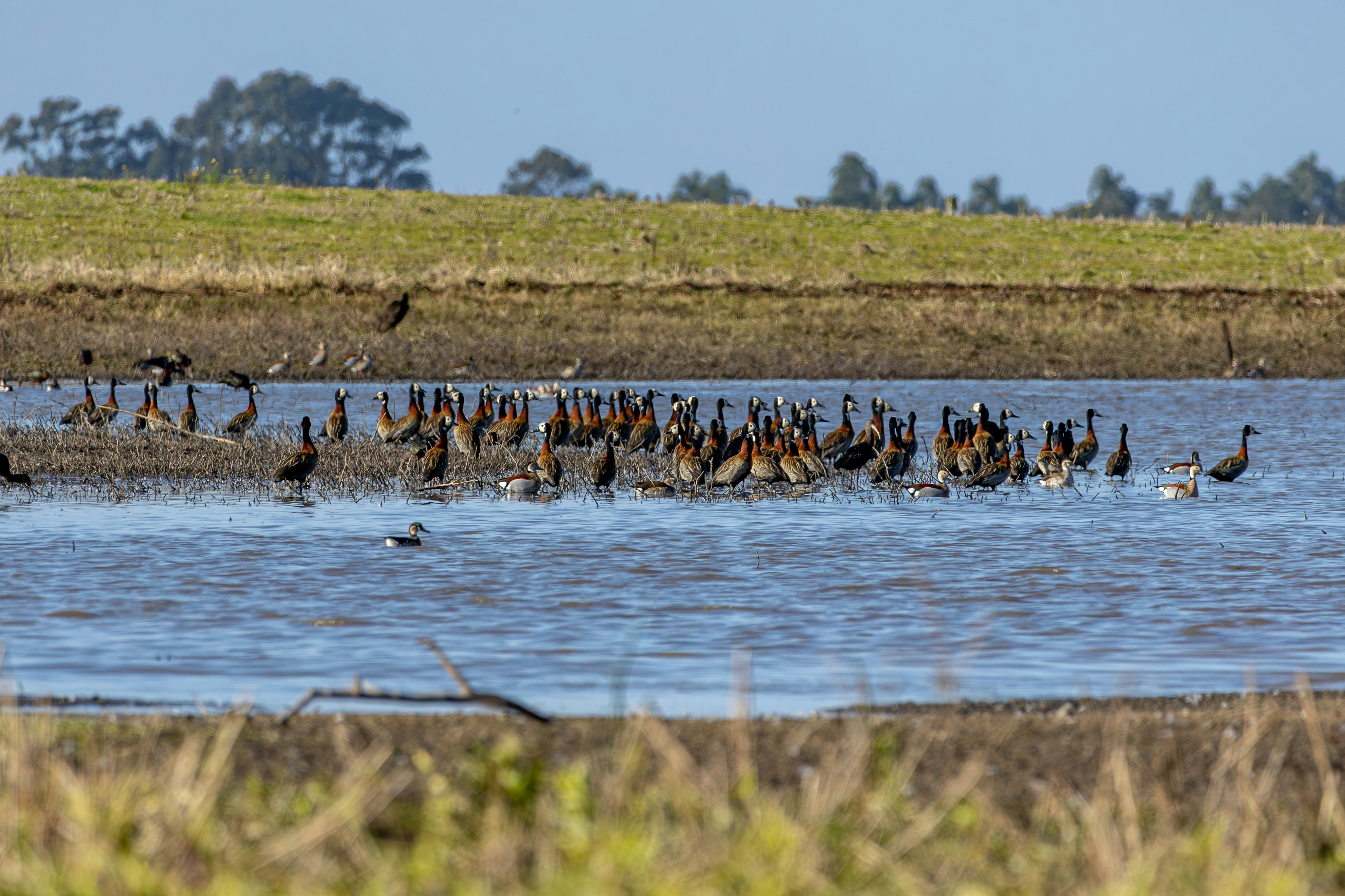 Harmony at the Water's Edge