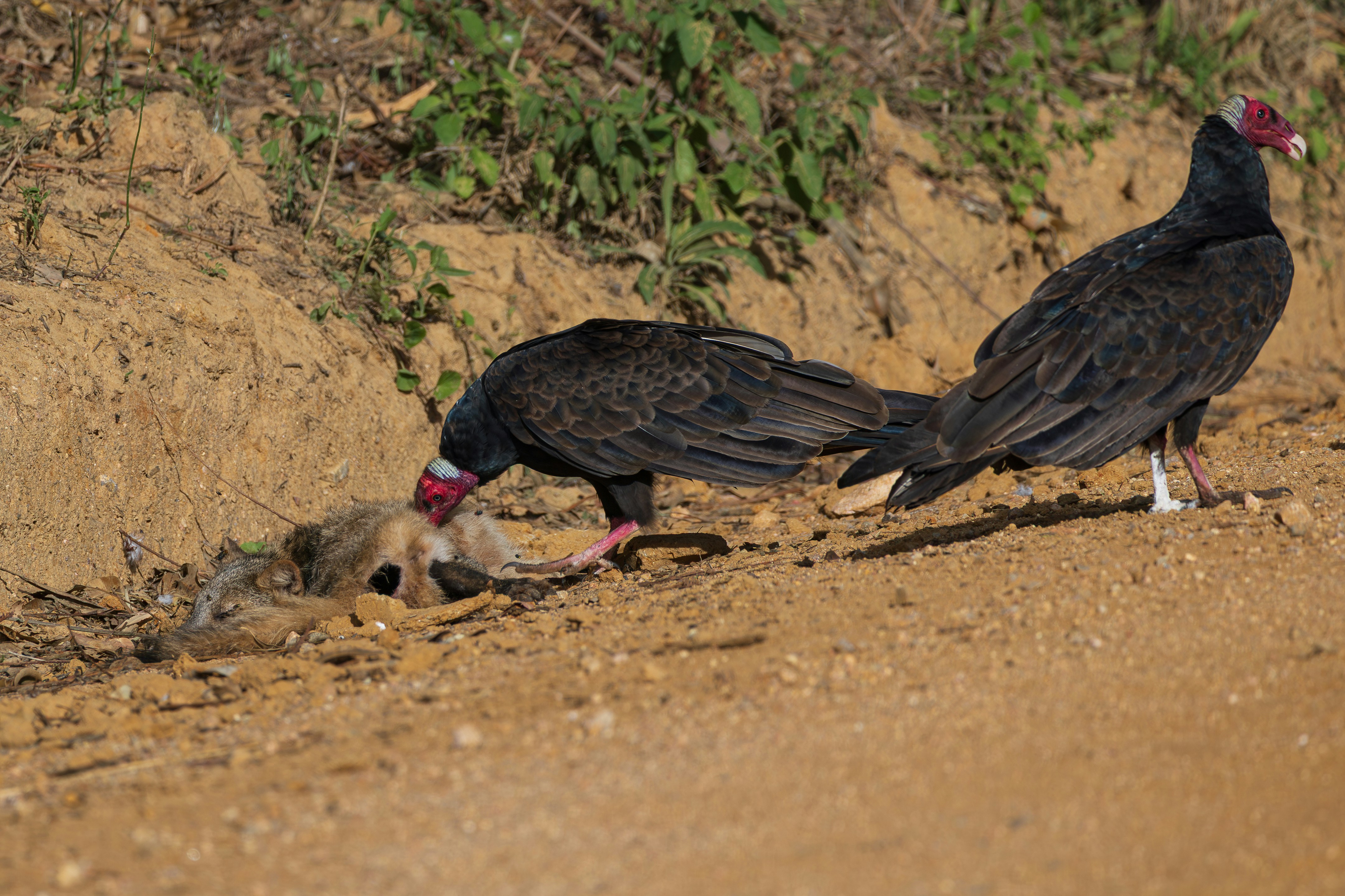 Nature's Cleanup Crew in Action