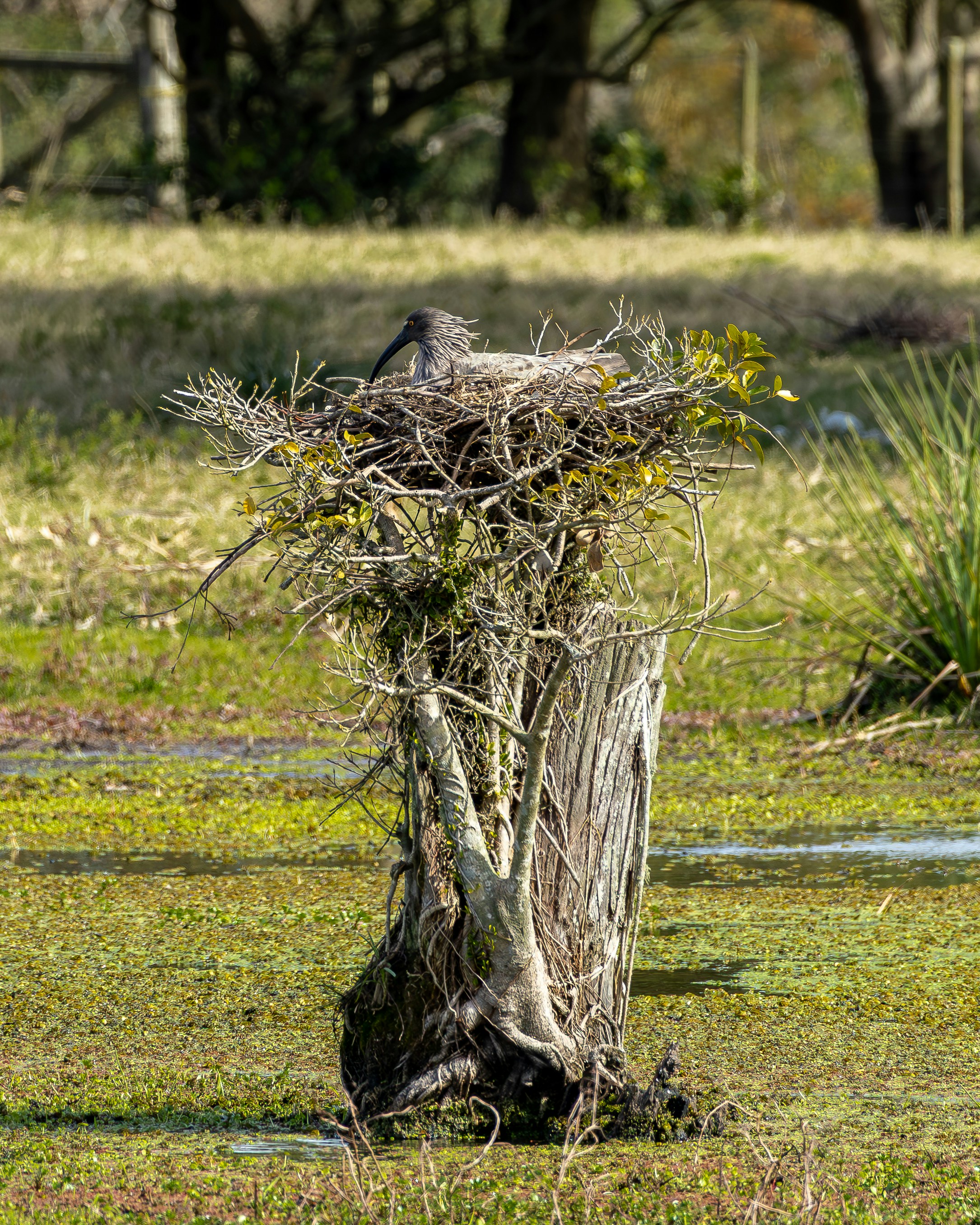 Nest in the Heart of Nature's Refuge