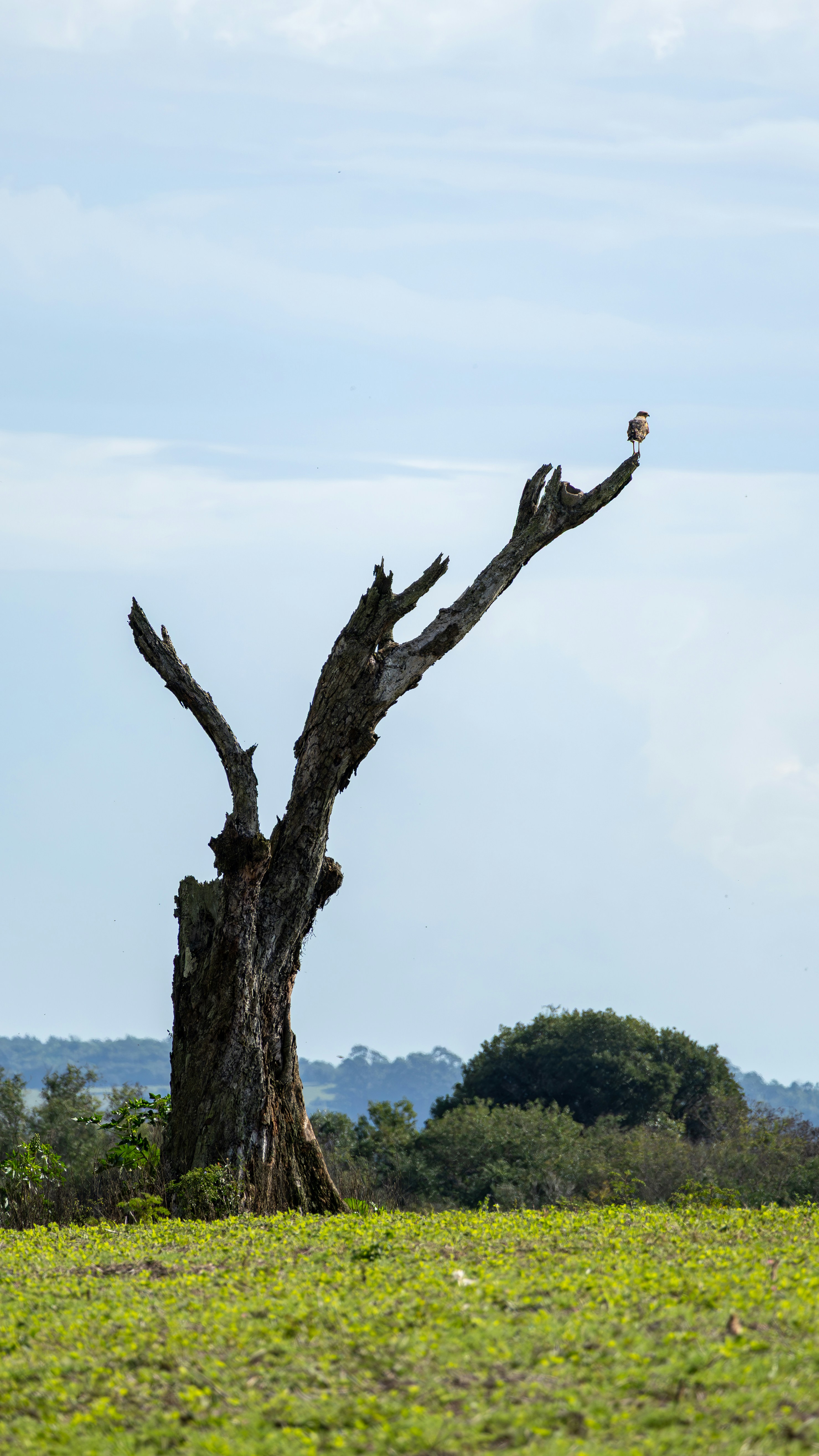 Perched Sentinel: Nature's Watcher