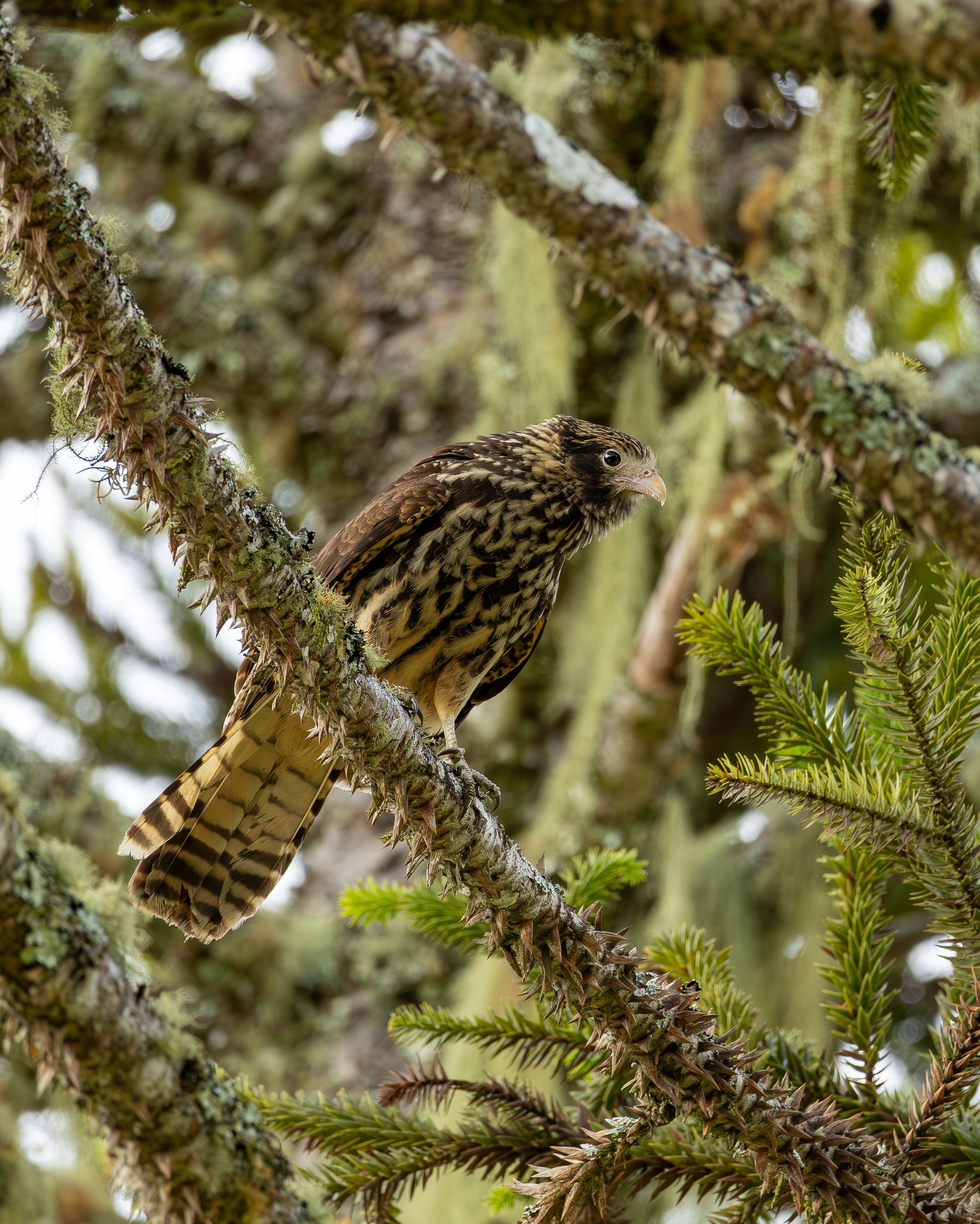 A Hidden Avian Gem Amongst the Branches