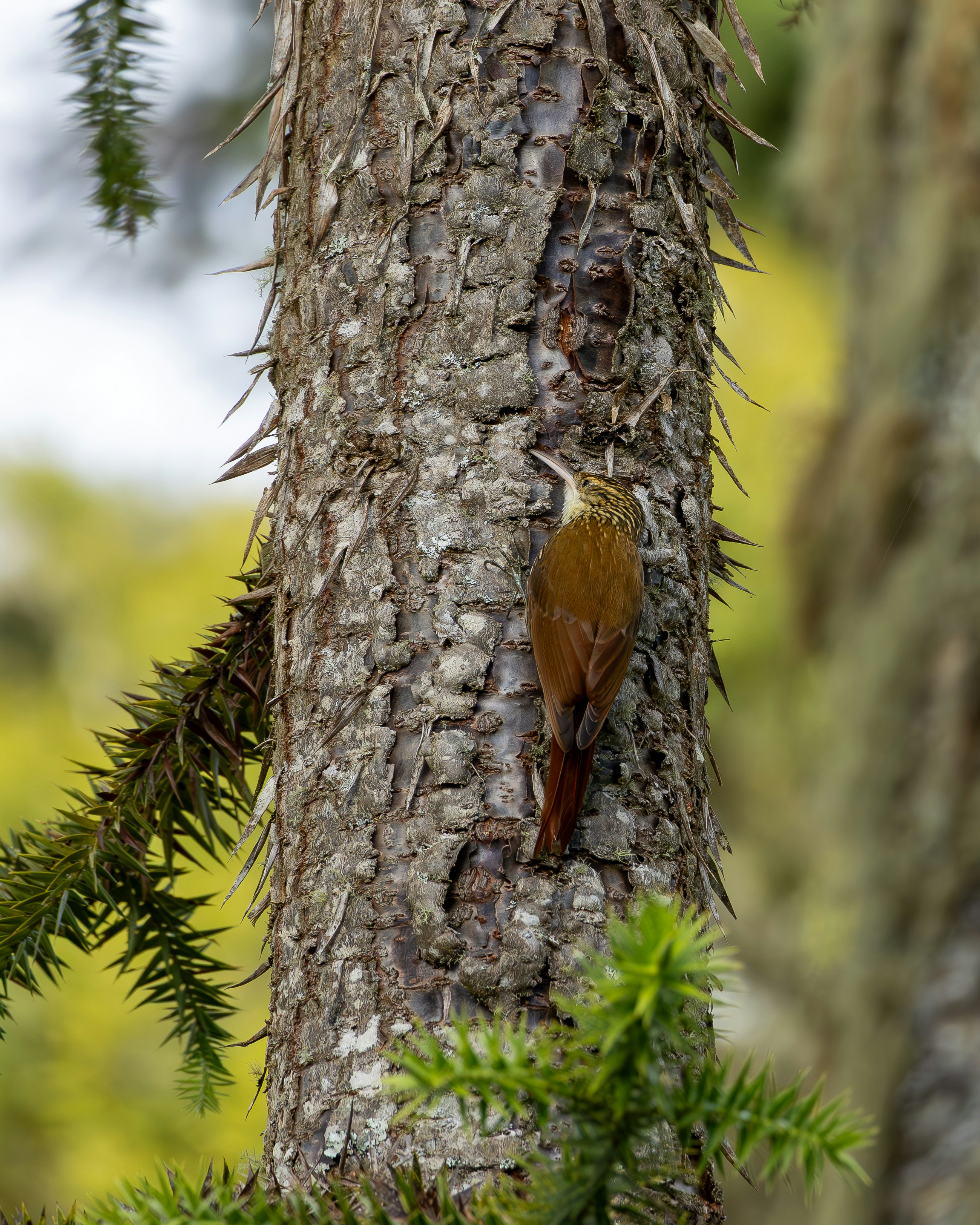 Nature's Artisan: The Woodpecker's Craft