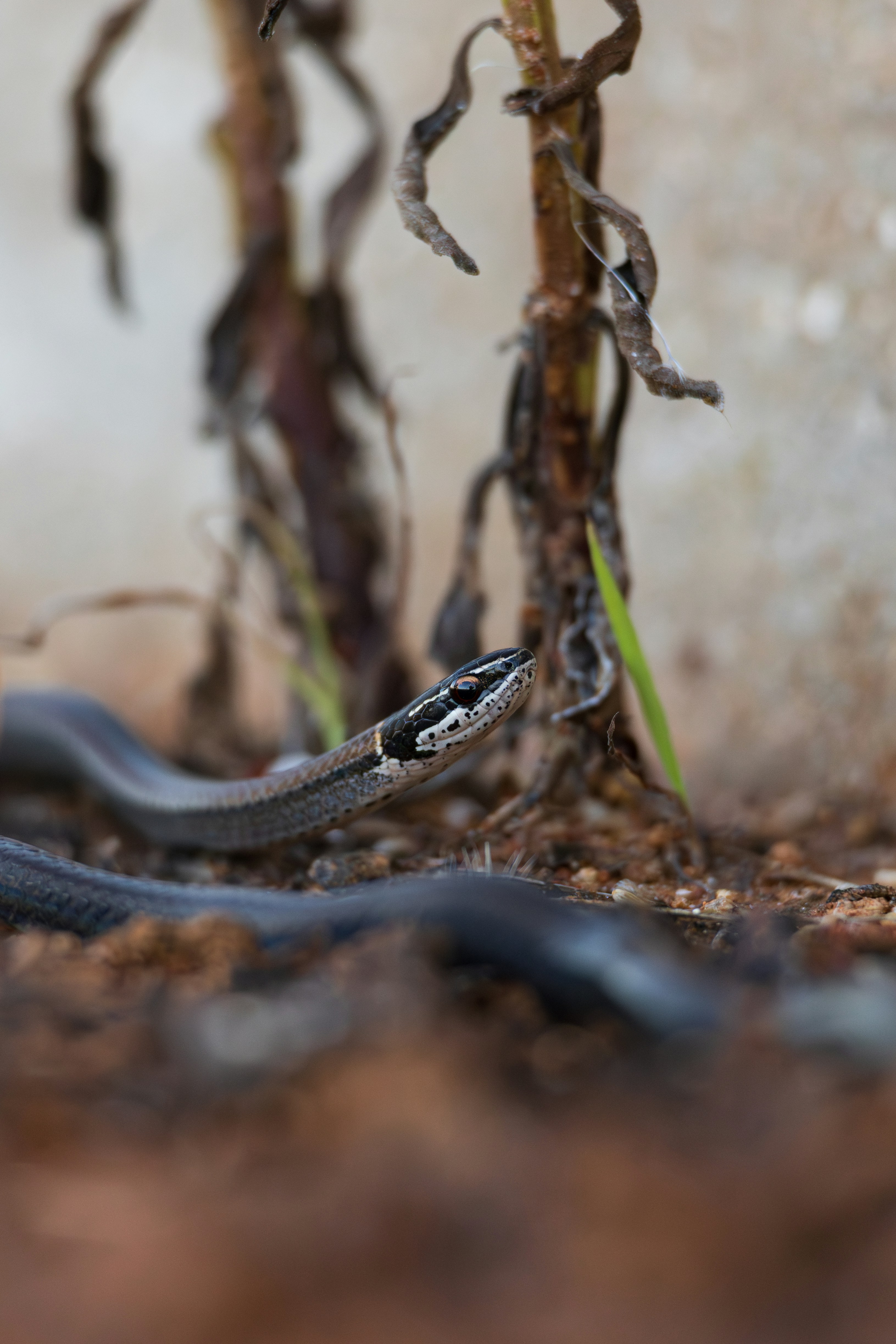 Silent Slither: A Ground-Level Encounter