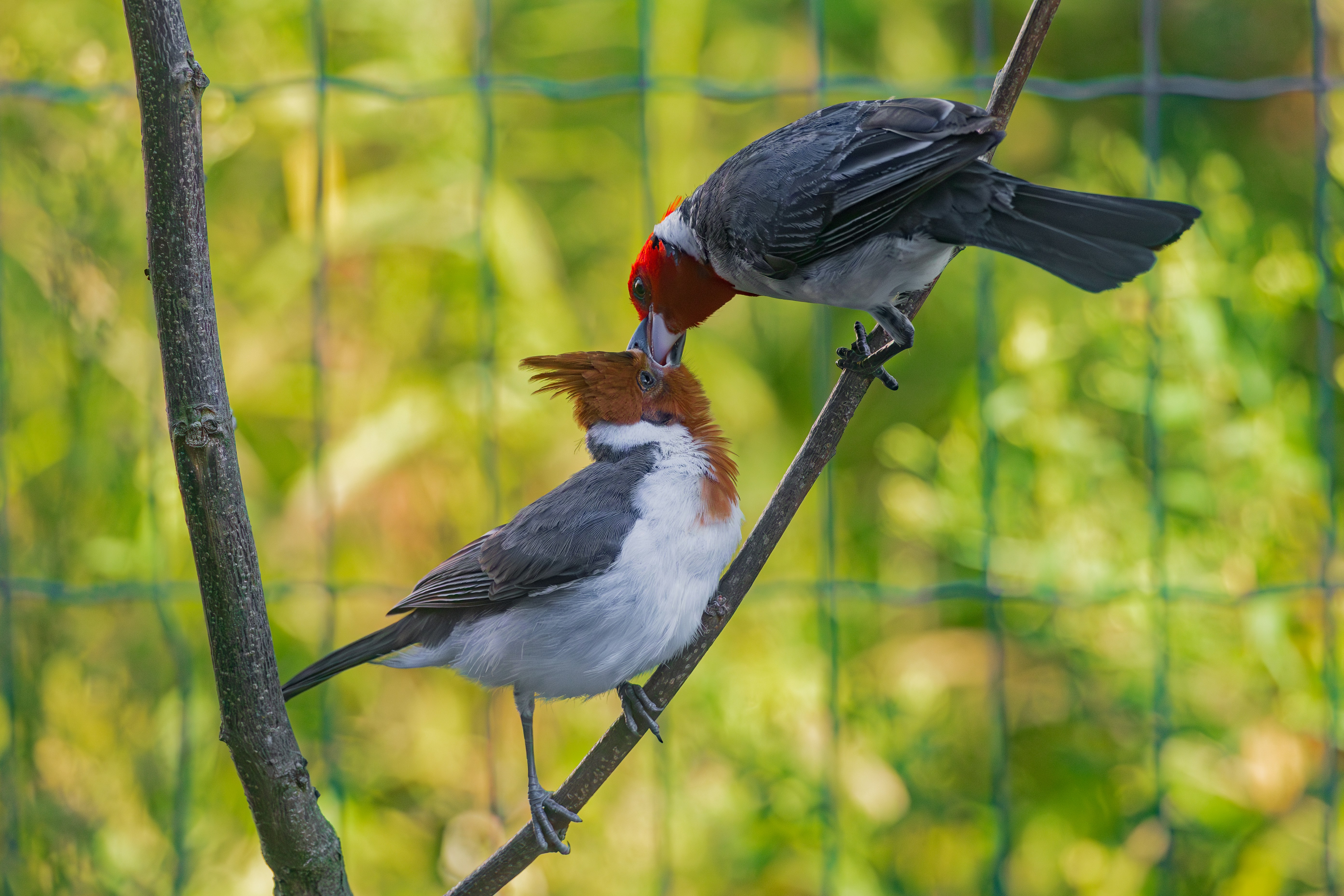 Intimate Exchange Among Feathered Companions