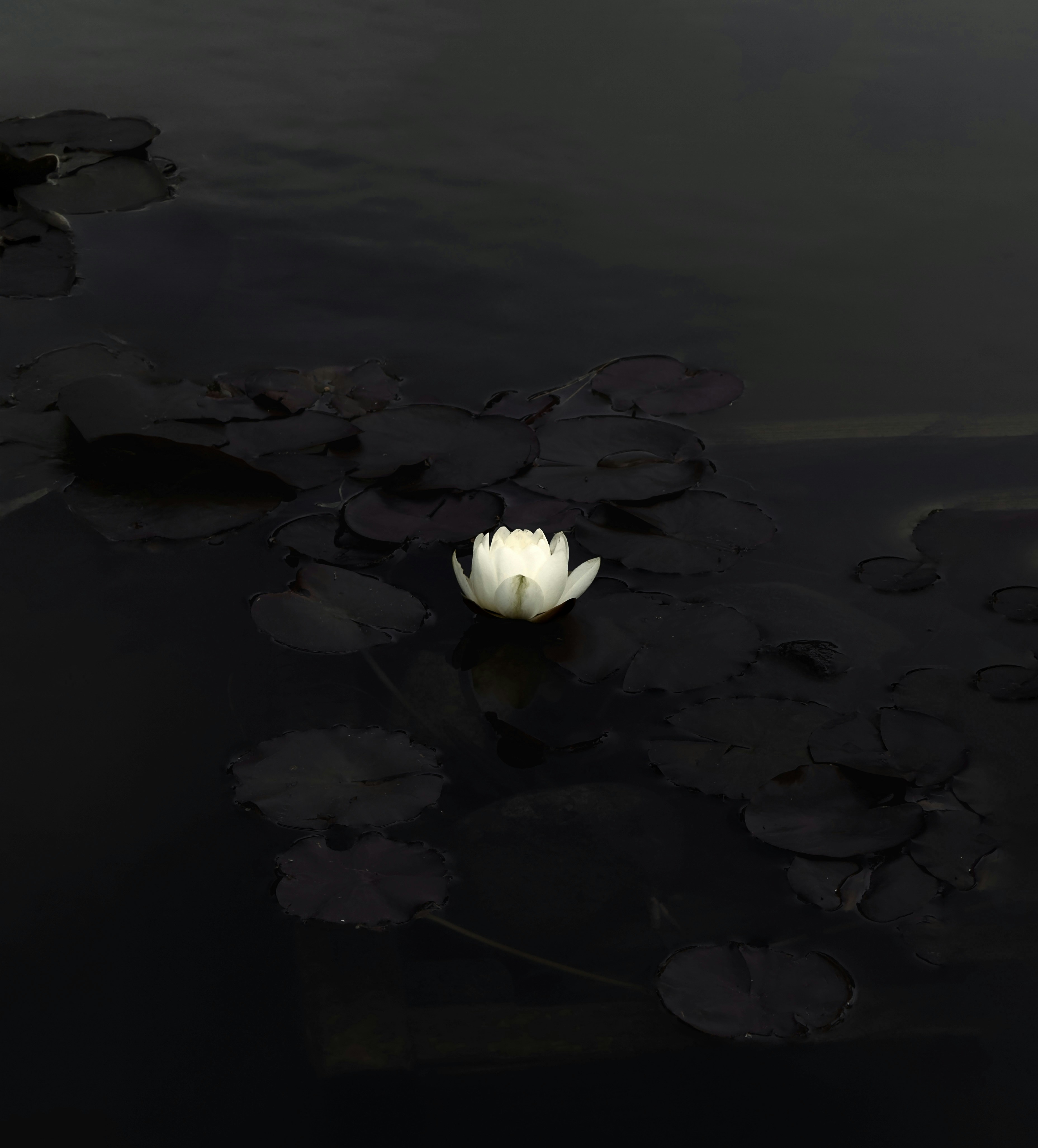 A single white water lily floats on dark water.