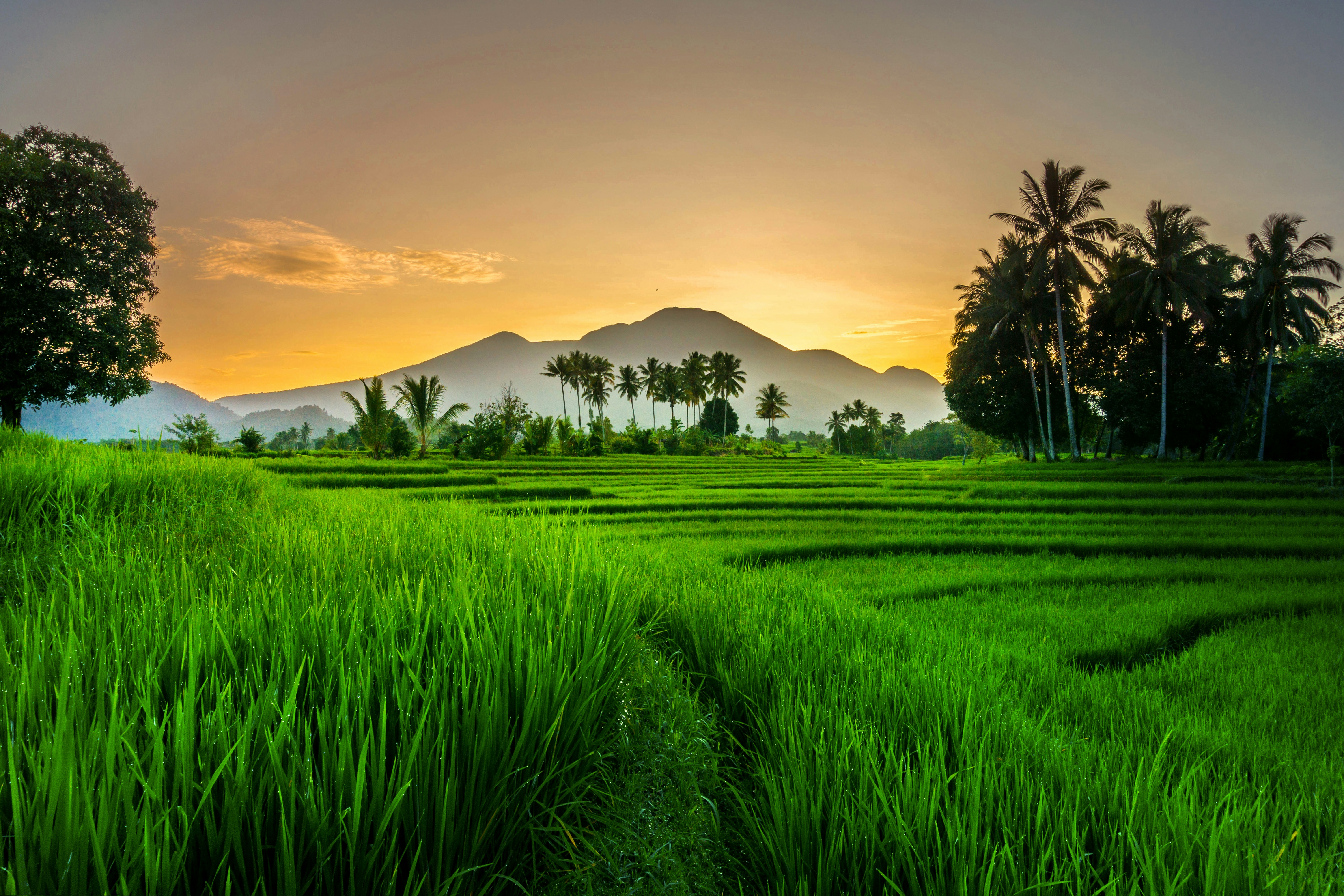 Emerald Fields Embracing the Dawn
