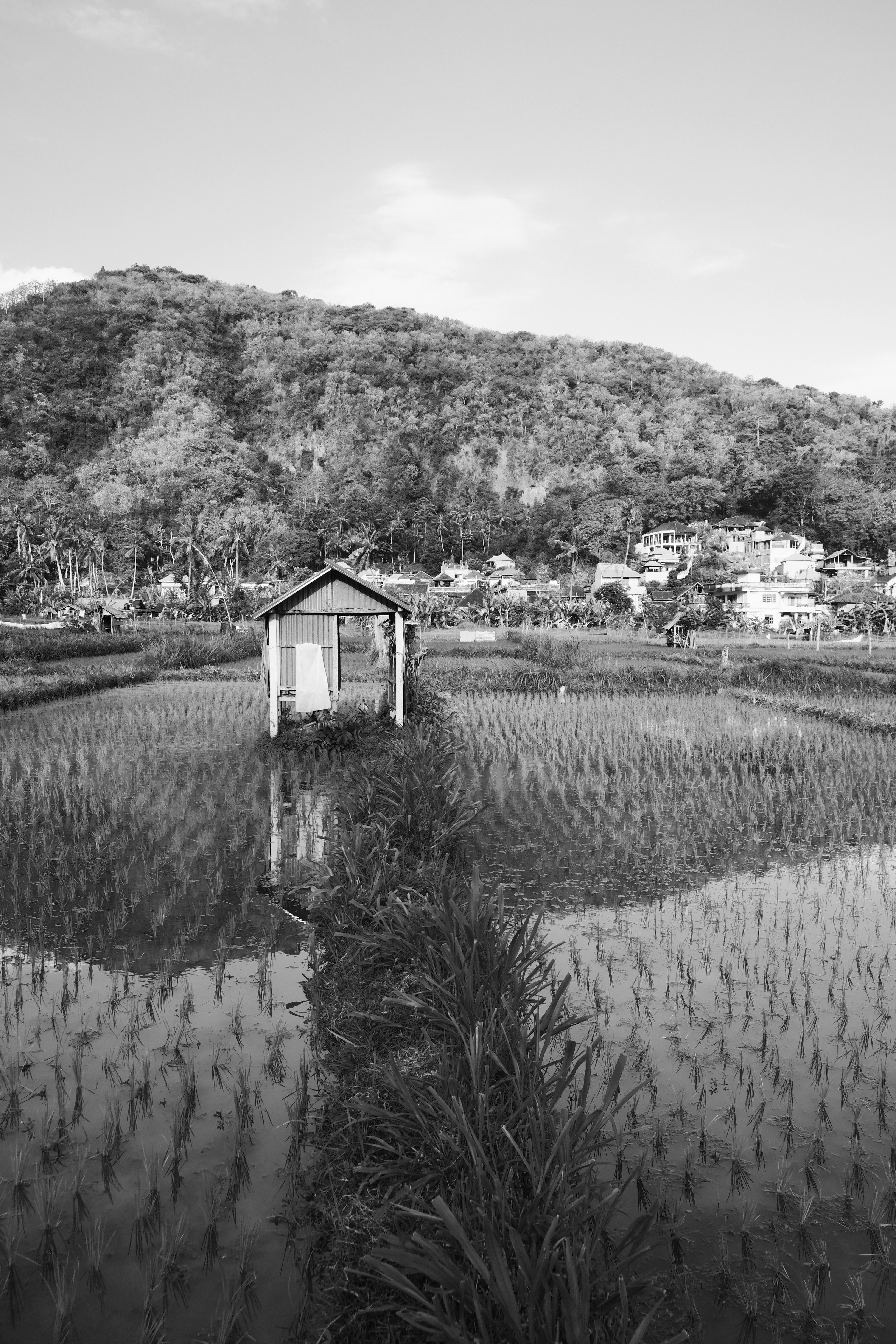 Serenity Amidst the Green Fields