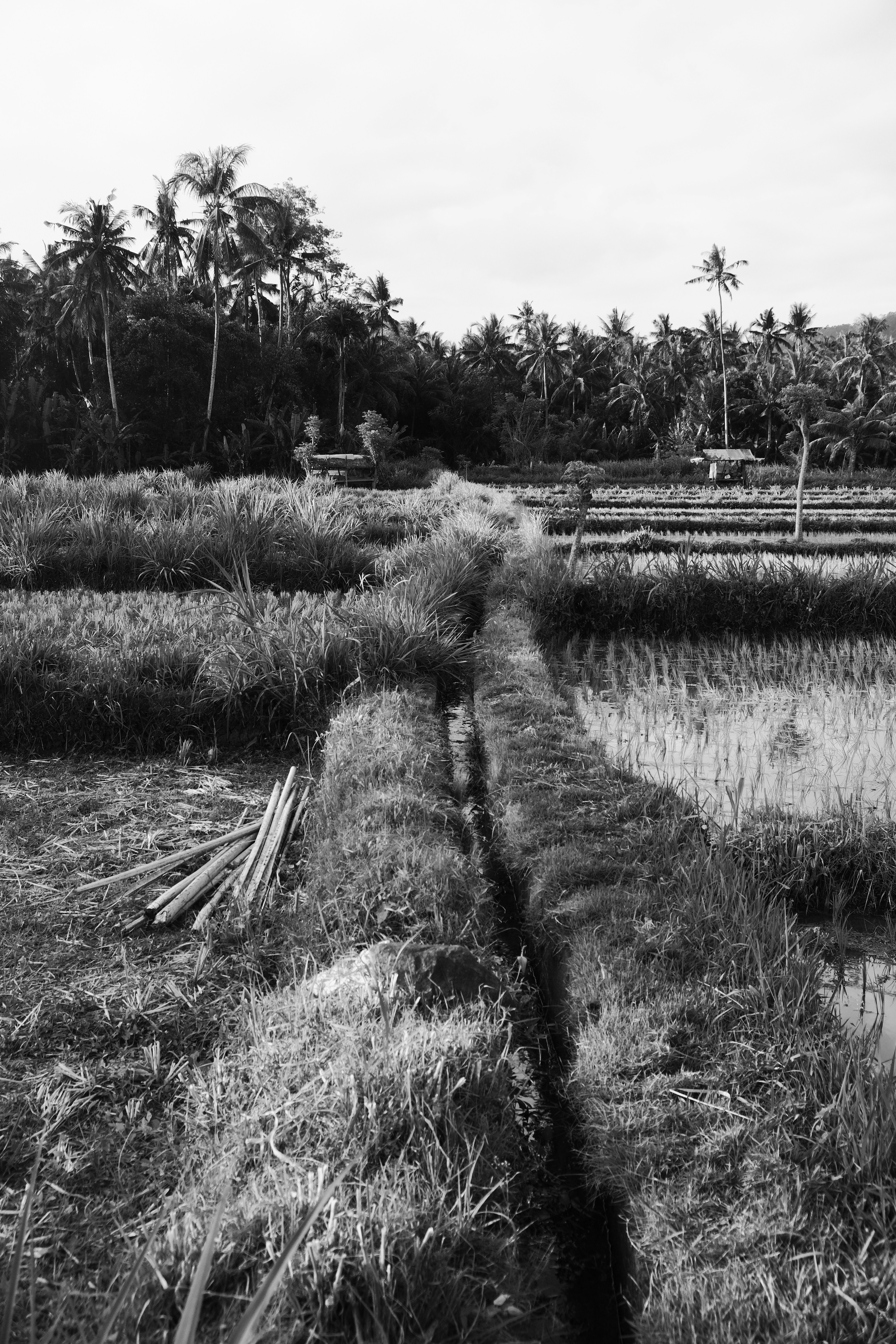 Pathway Through Tranquil Fields