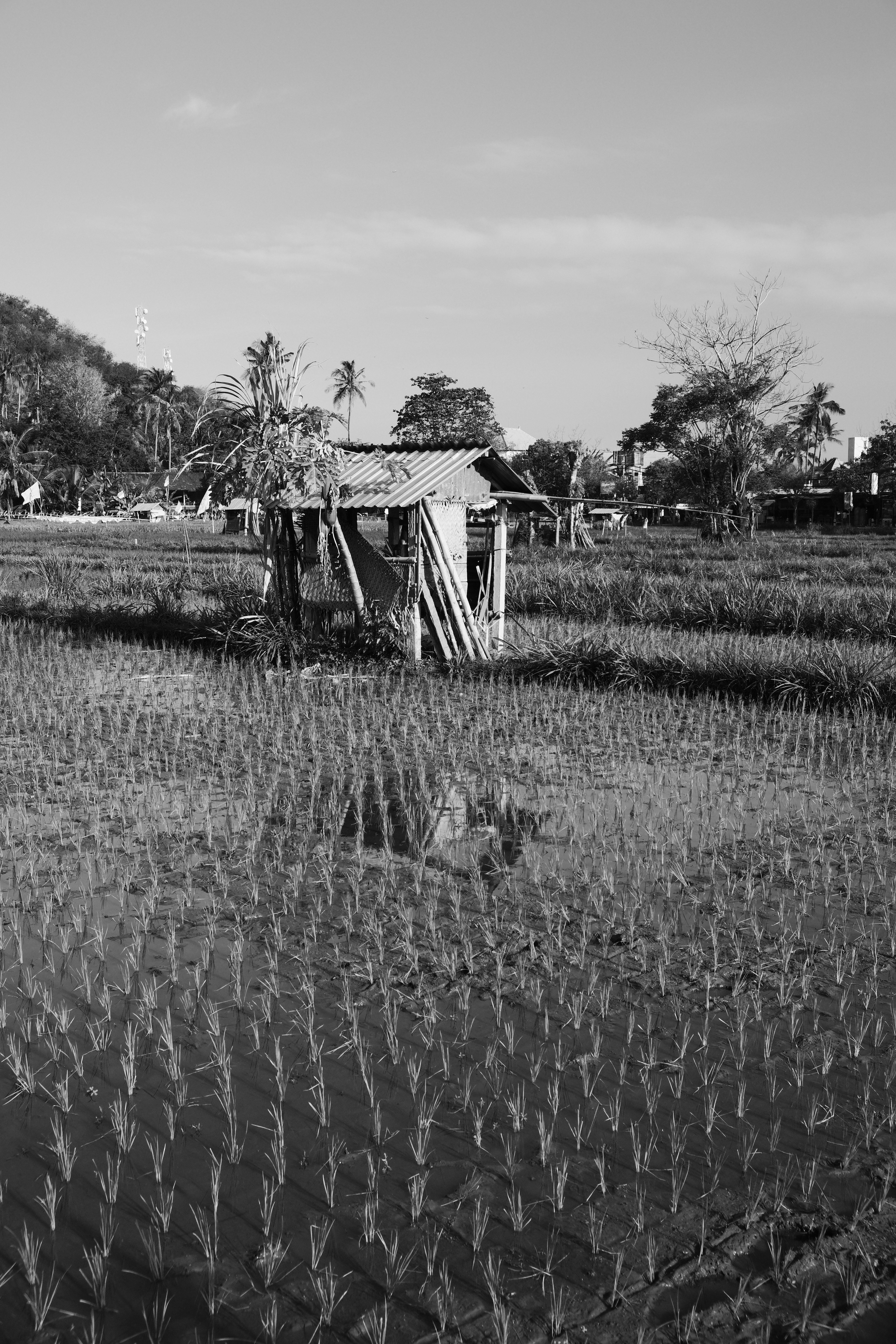 Whispers of the Rice Fields