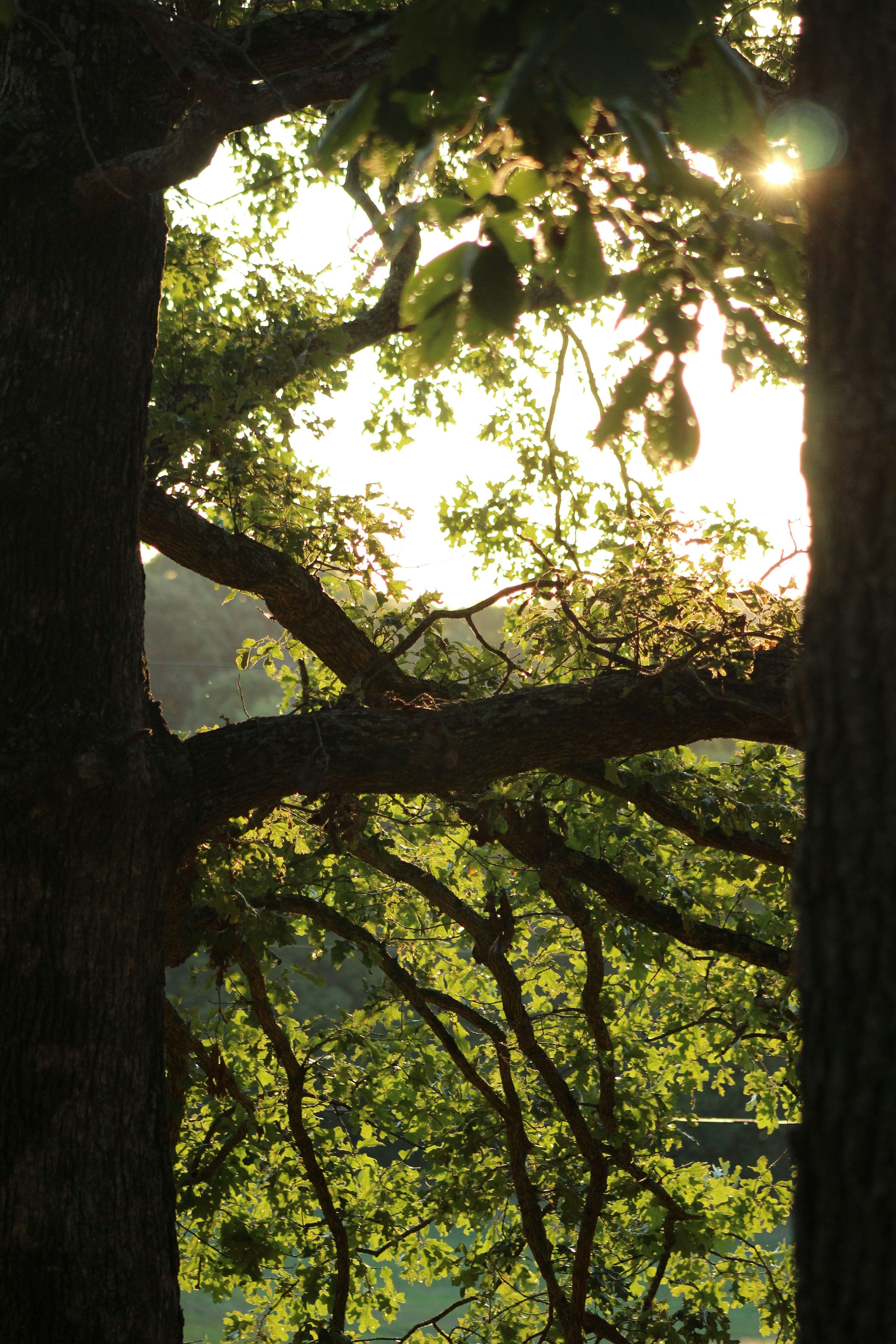 Sunlight filters through the branches of a lush tree, creating a serene interplay of light and shadow. The vibrant green leaves frame the scene beautifully.