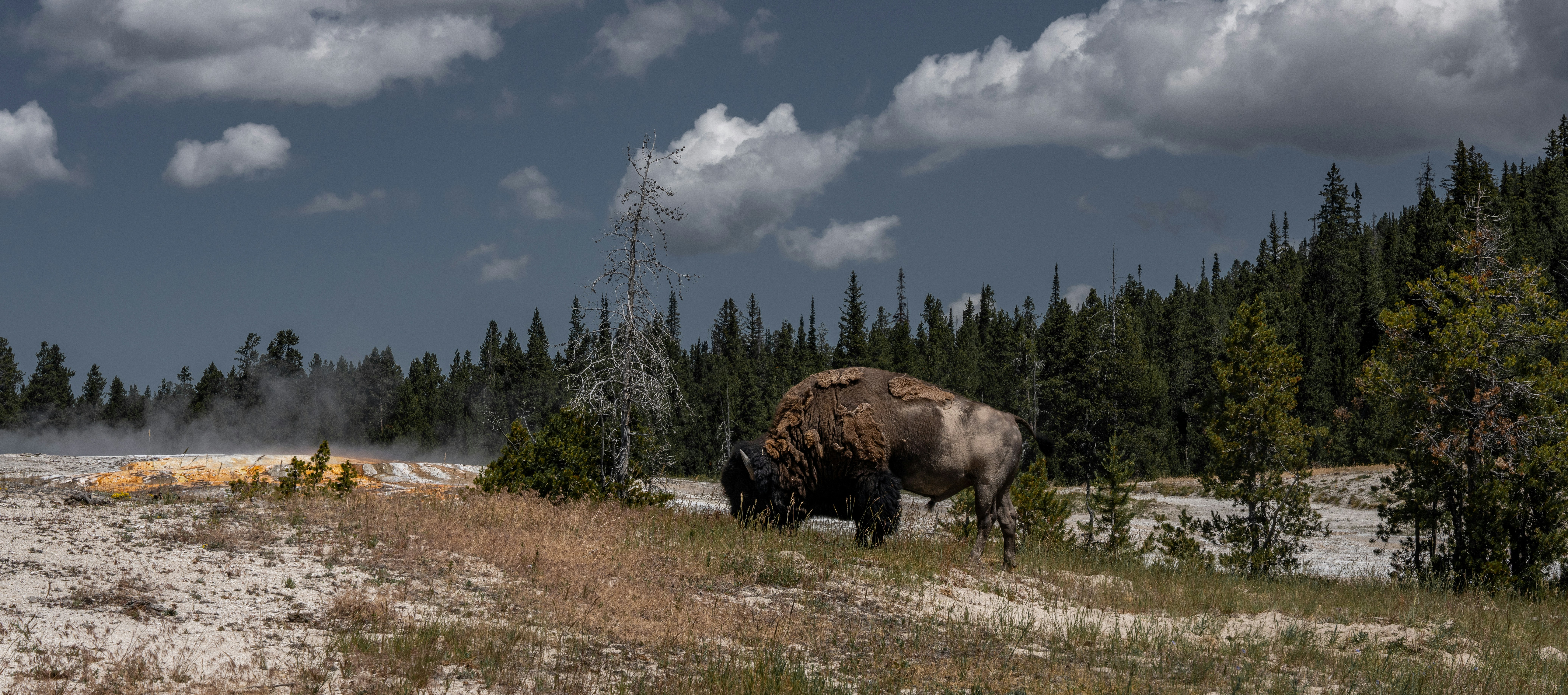 Bison Amidst the Geysers: A Wilderness Encounter