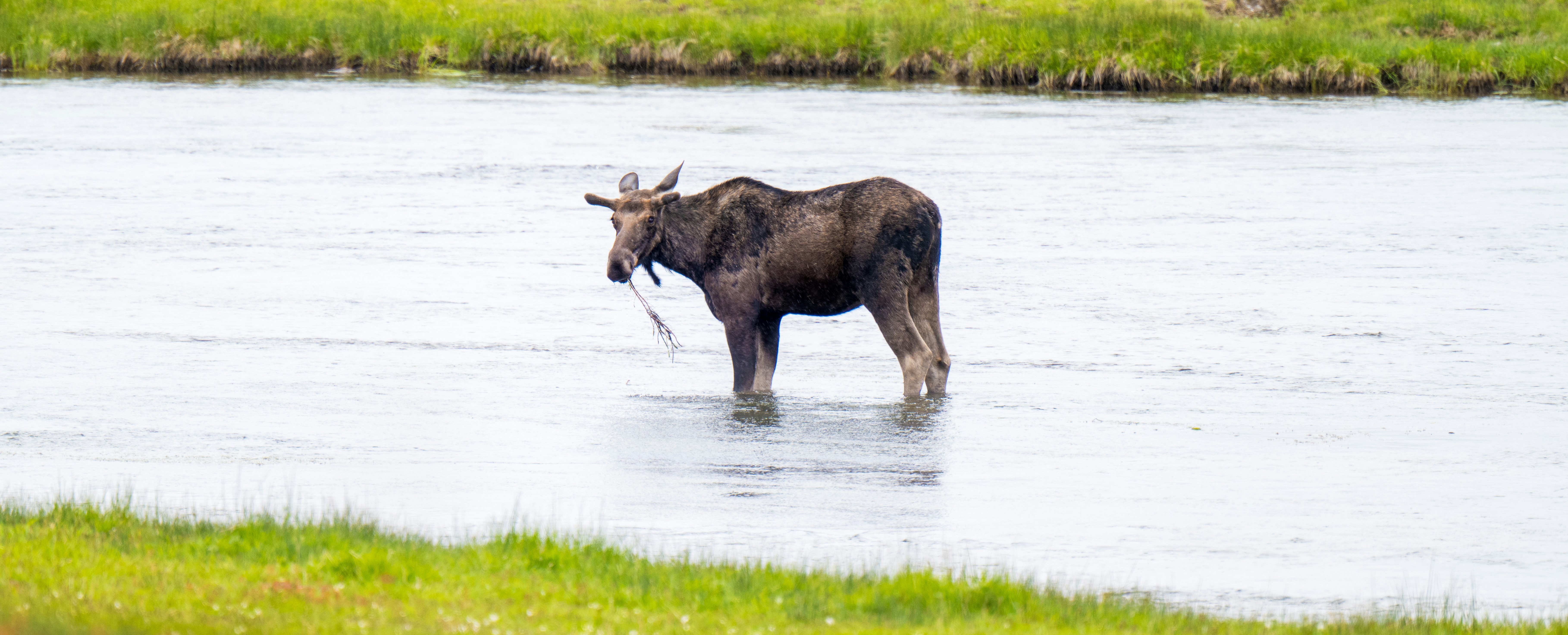 Moose wading through shallow river, foraging for vegetation amidst lush green grass. The scene captures the essence of wildlife in its natural habitat.