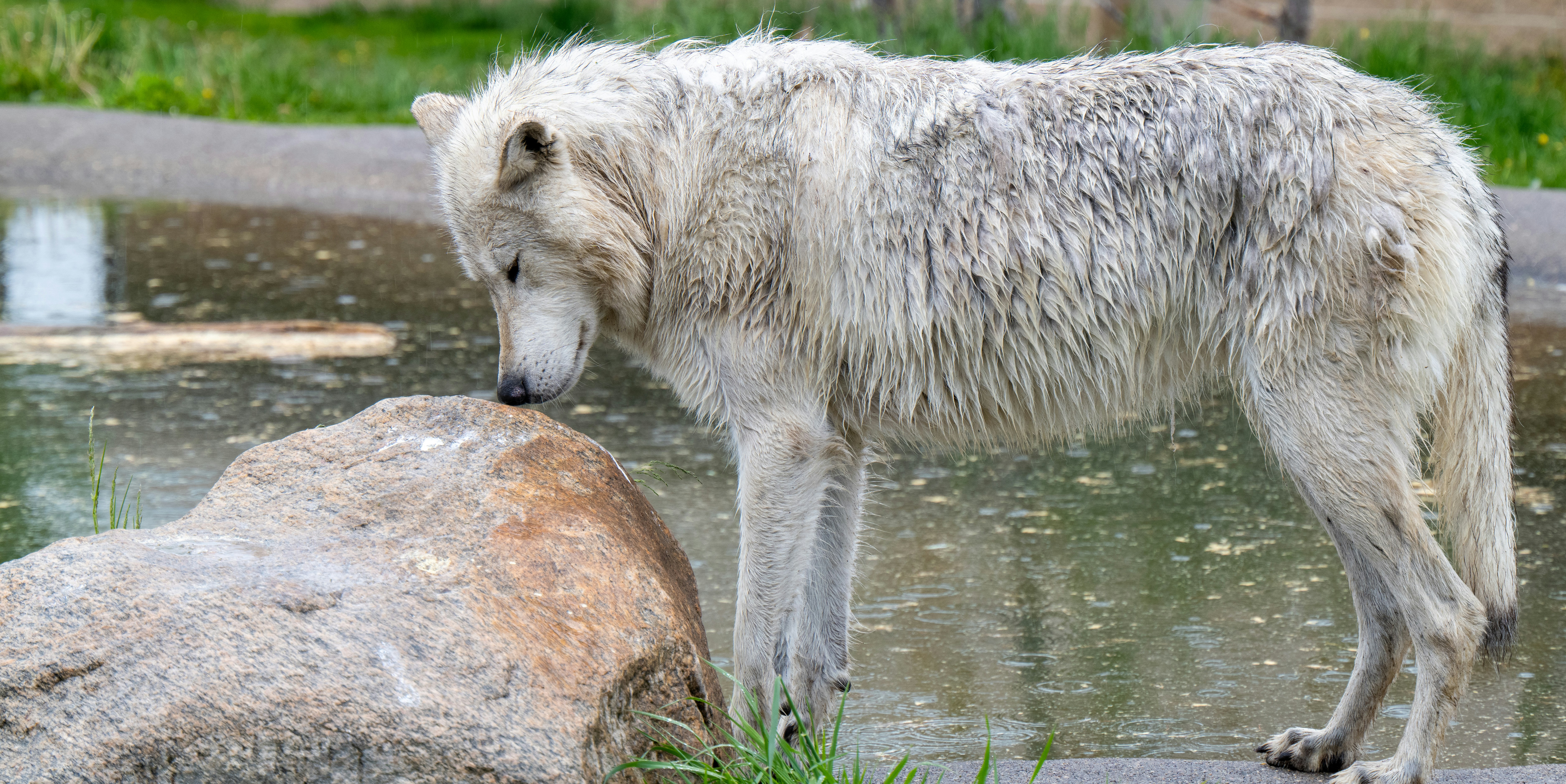 Whispers of the Wild: A Wolf's Contemplation
