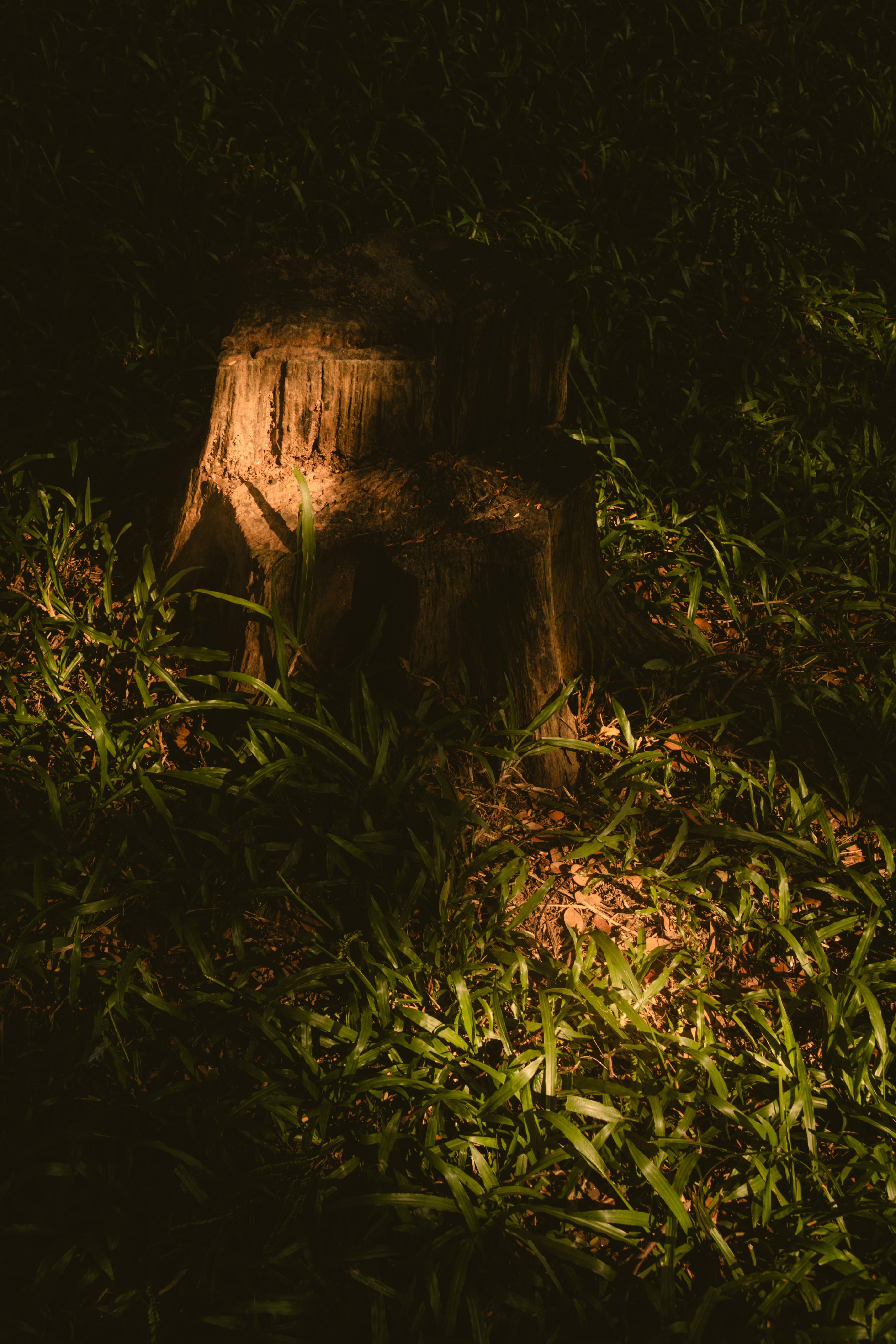 Nature's Remnant: A Stump's Story