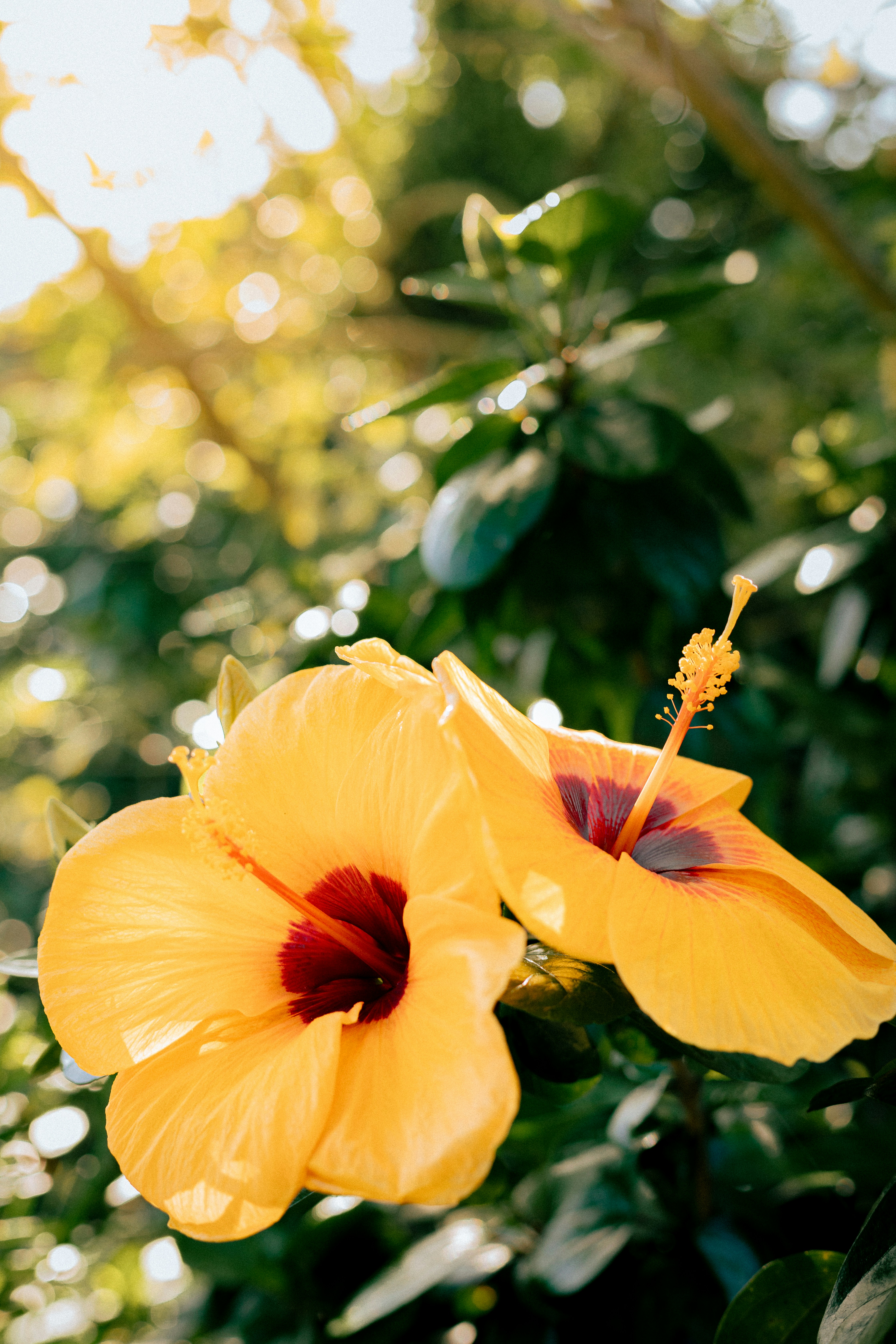 Two yellow hibiscus flowers with dark red centers.