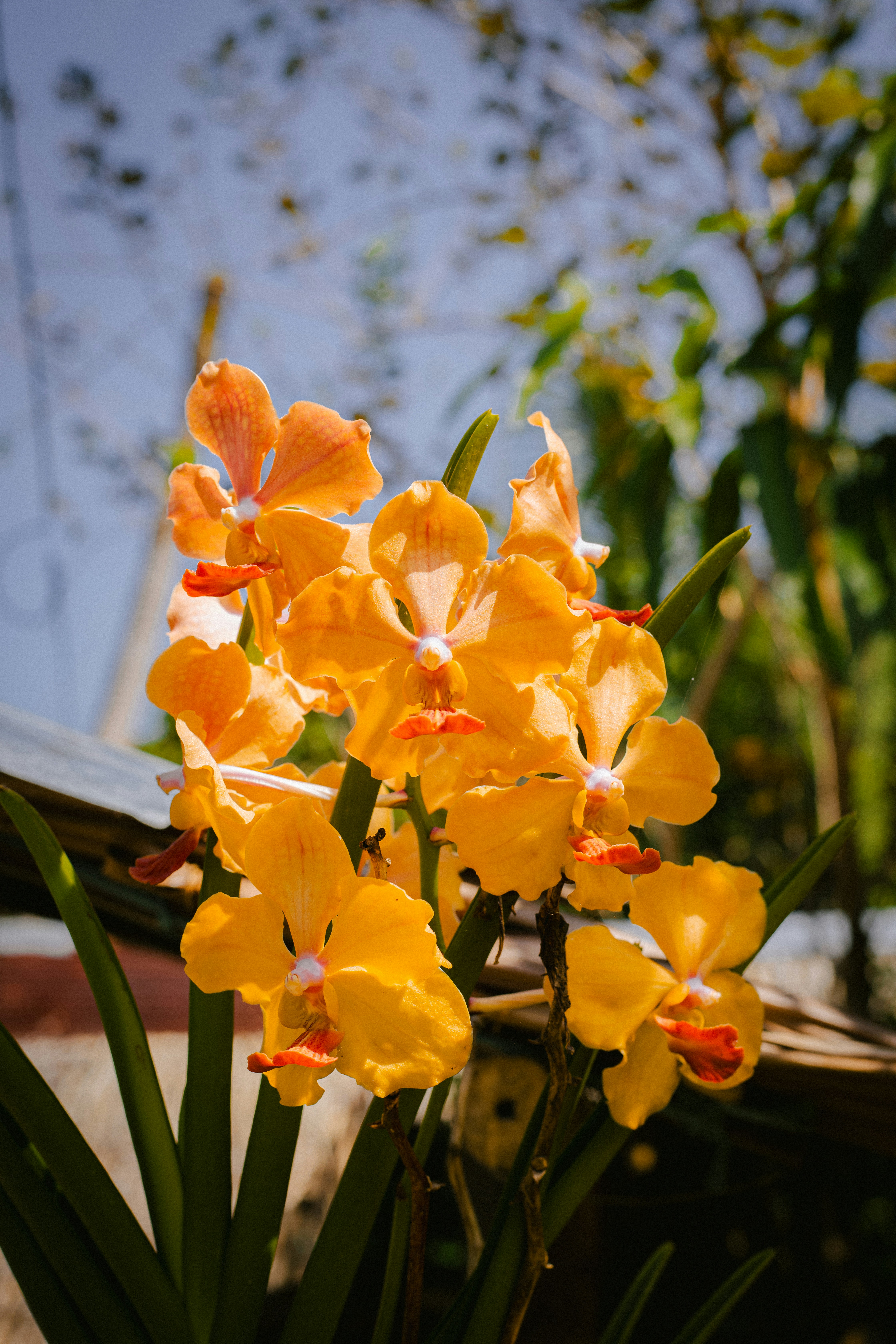 A cluster of vibrant orange orchids blooming outdoors.