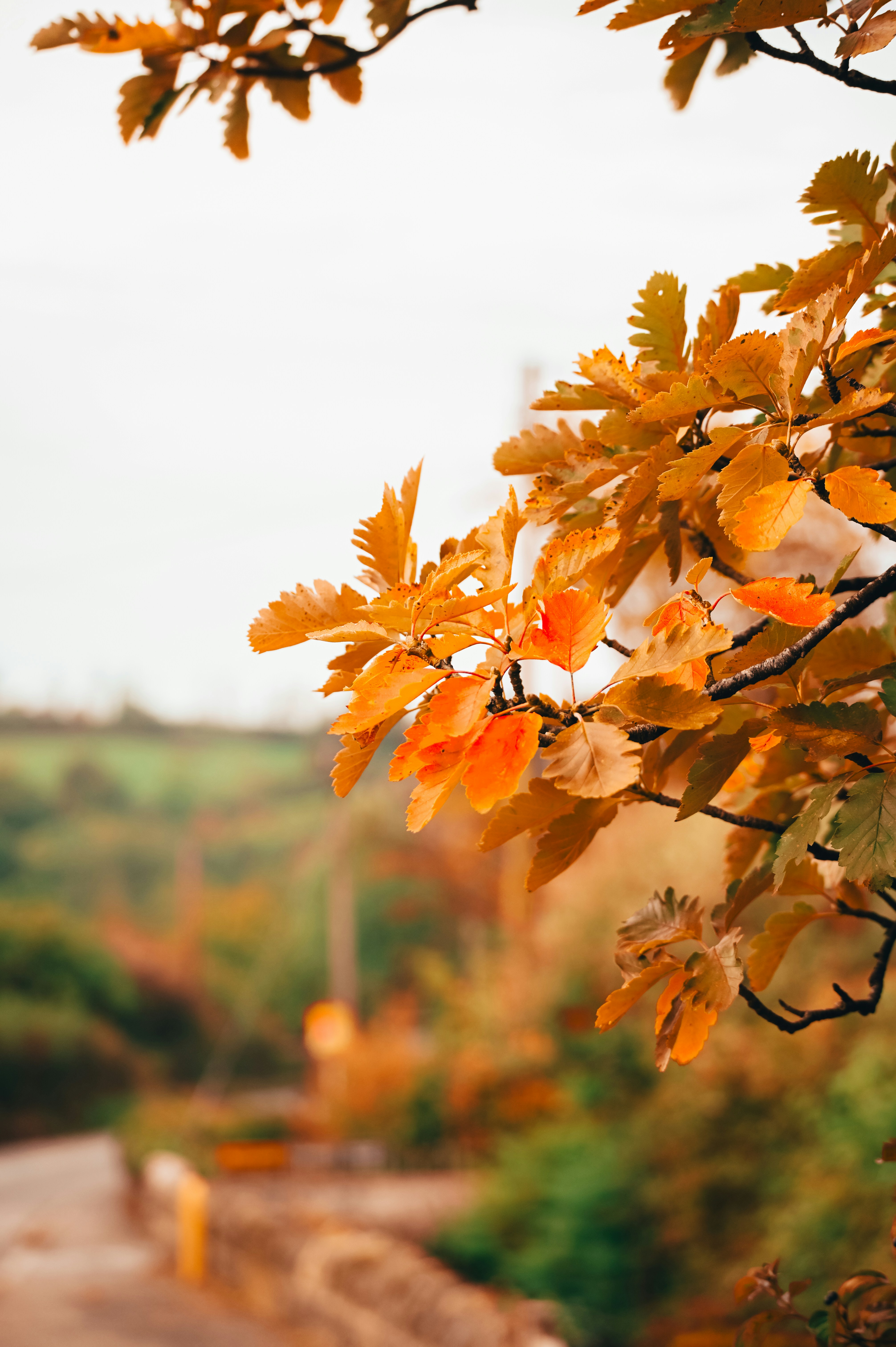 Signs of autumn | Autumn leaves on a tree branch over a road.