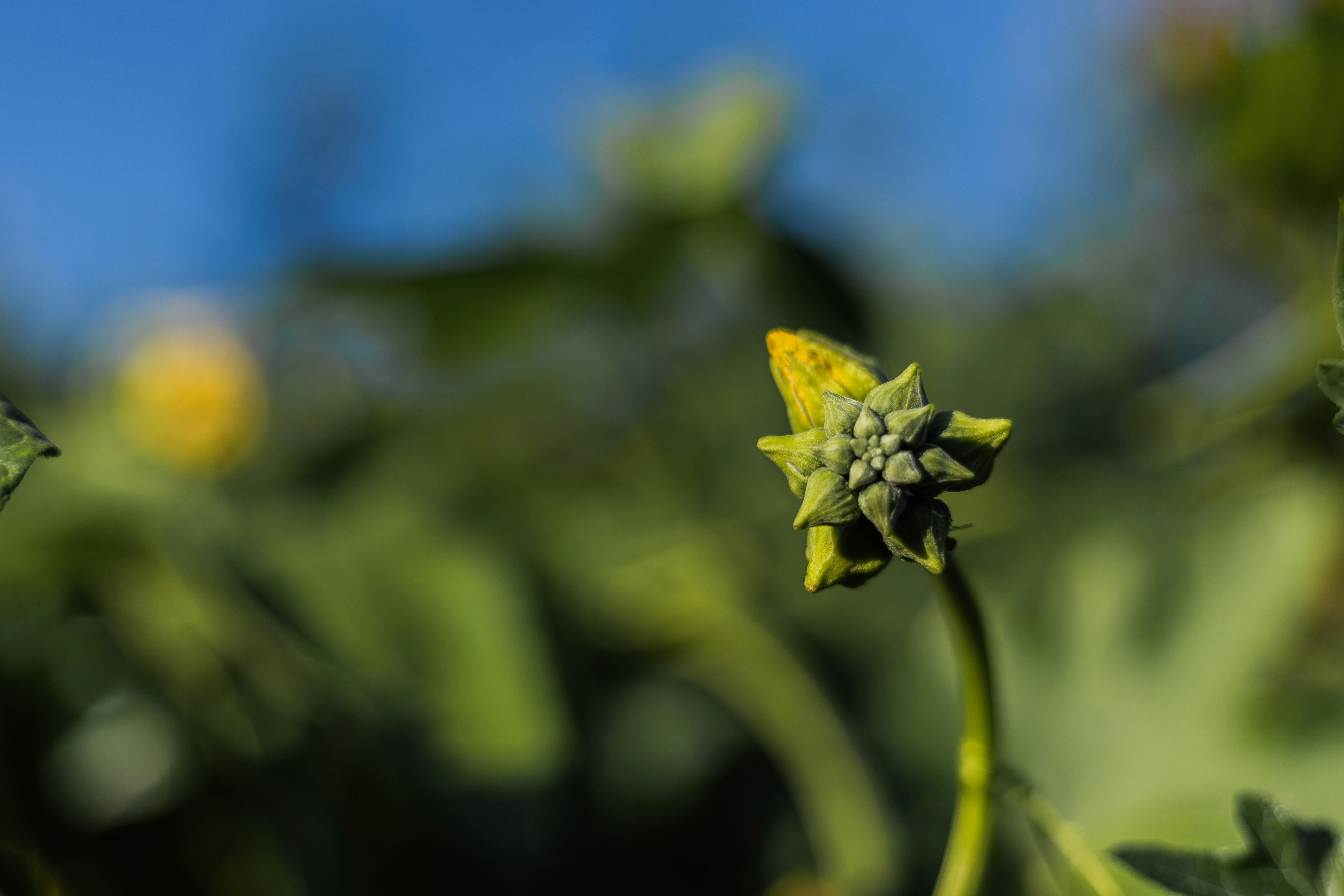 A green flower bud with yellow accents.