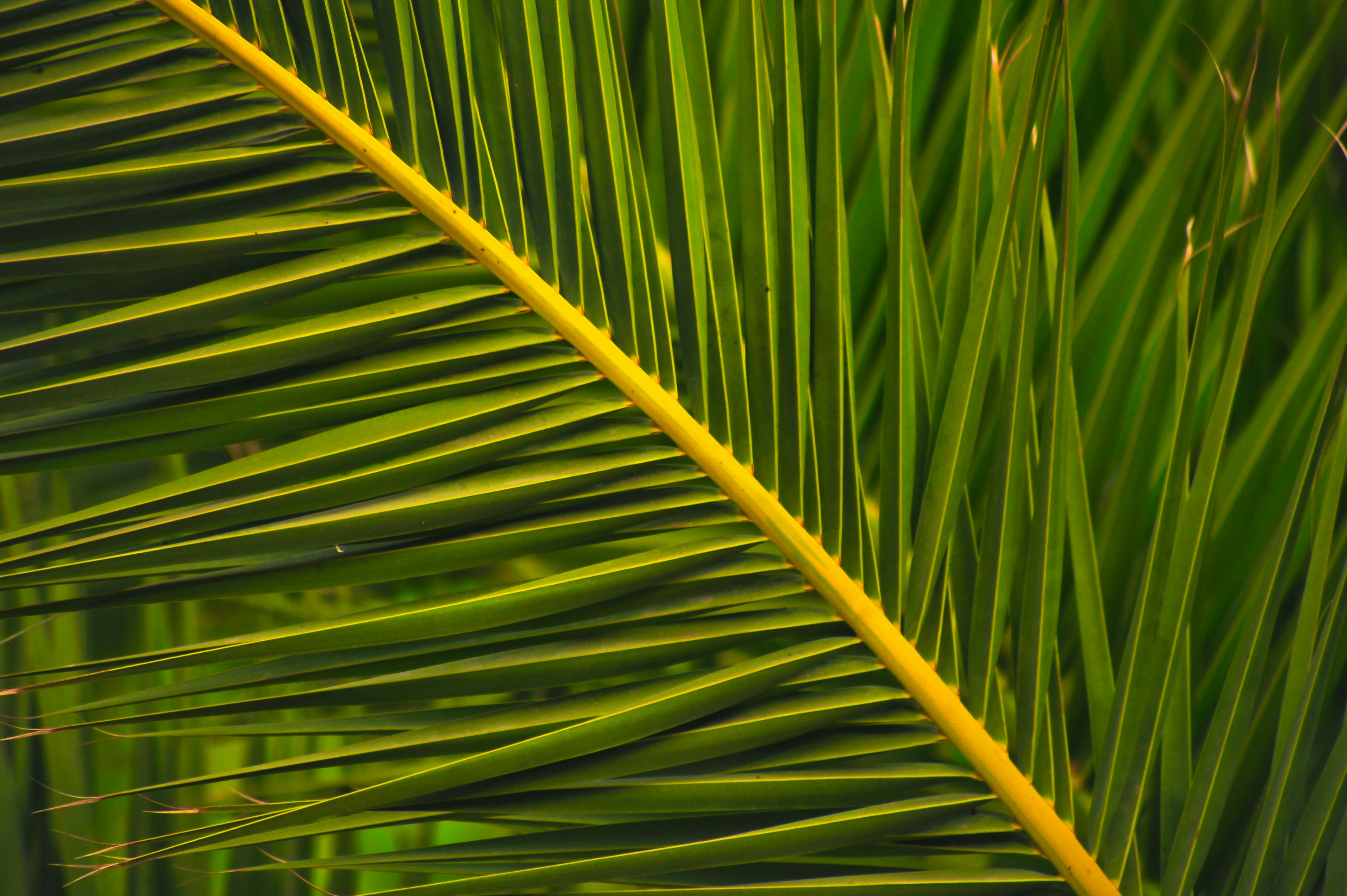 Close-up of vibrant green palm fronds with yellow stem