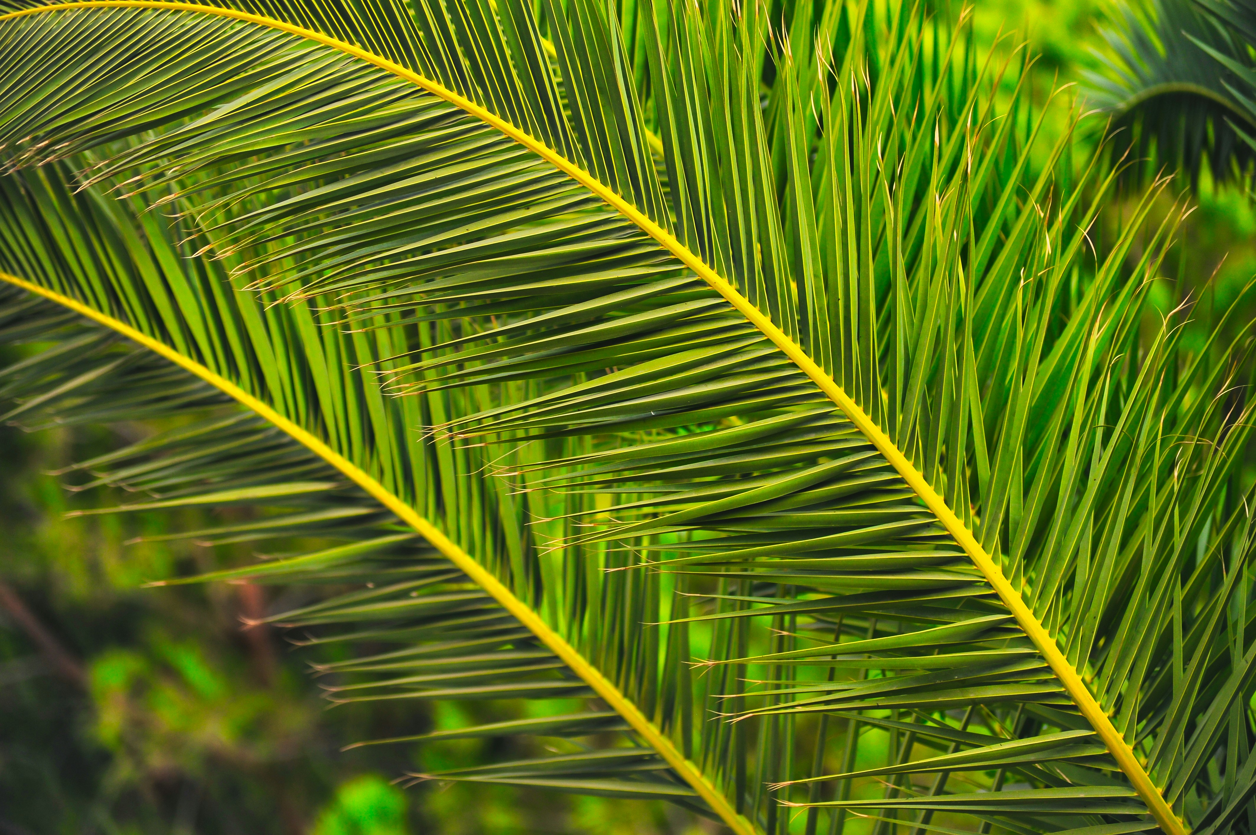 Nature's Textured Symphony