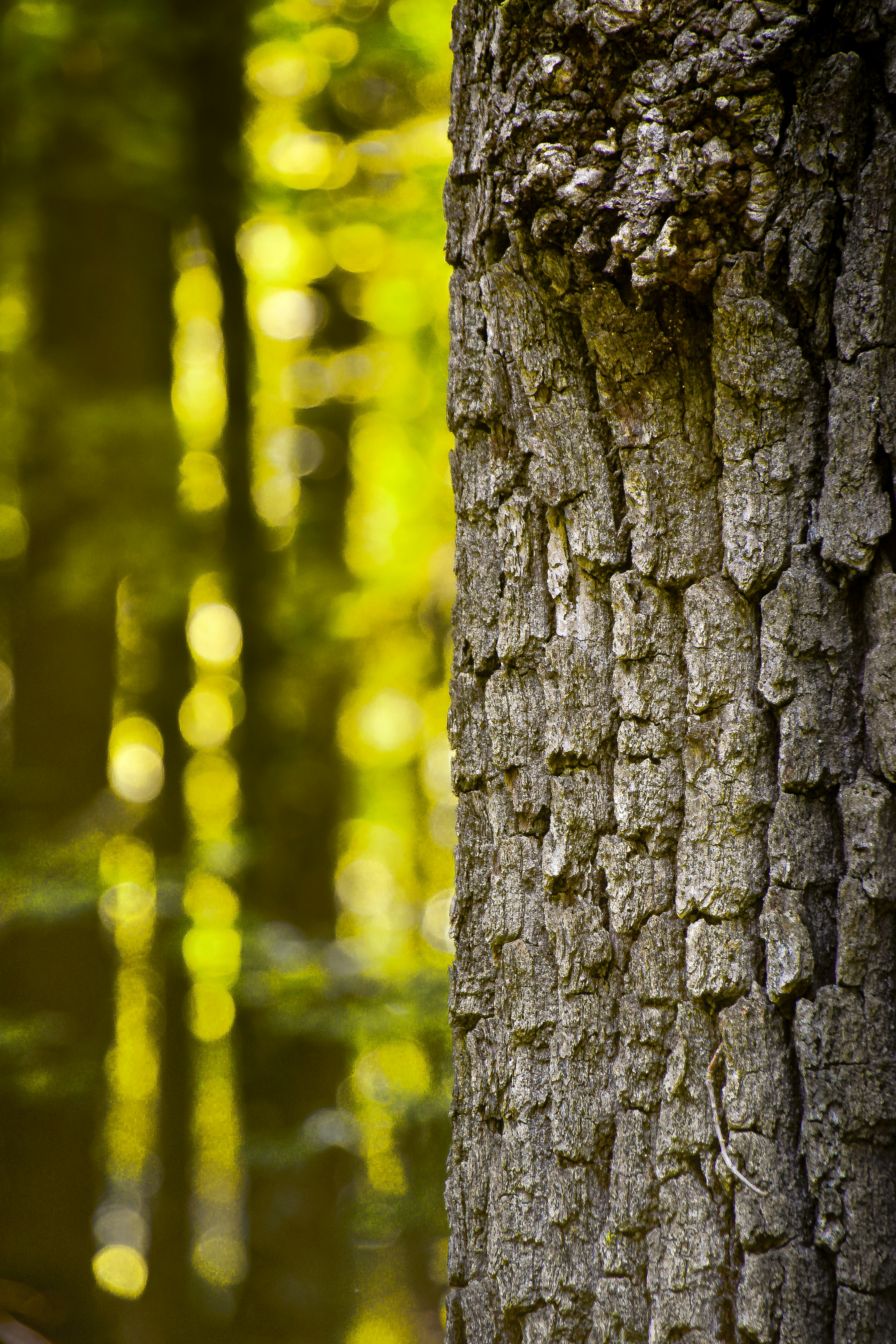 Textured tree bark stands prominently against a softly blurred backdrop of golden-hued foliage, suggesting a tranquil woodland atmosphere.