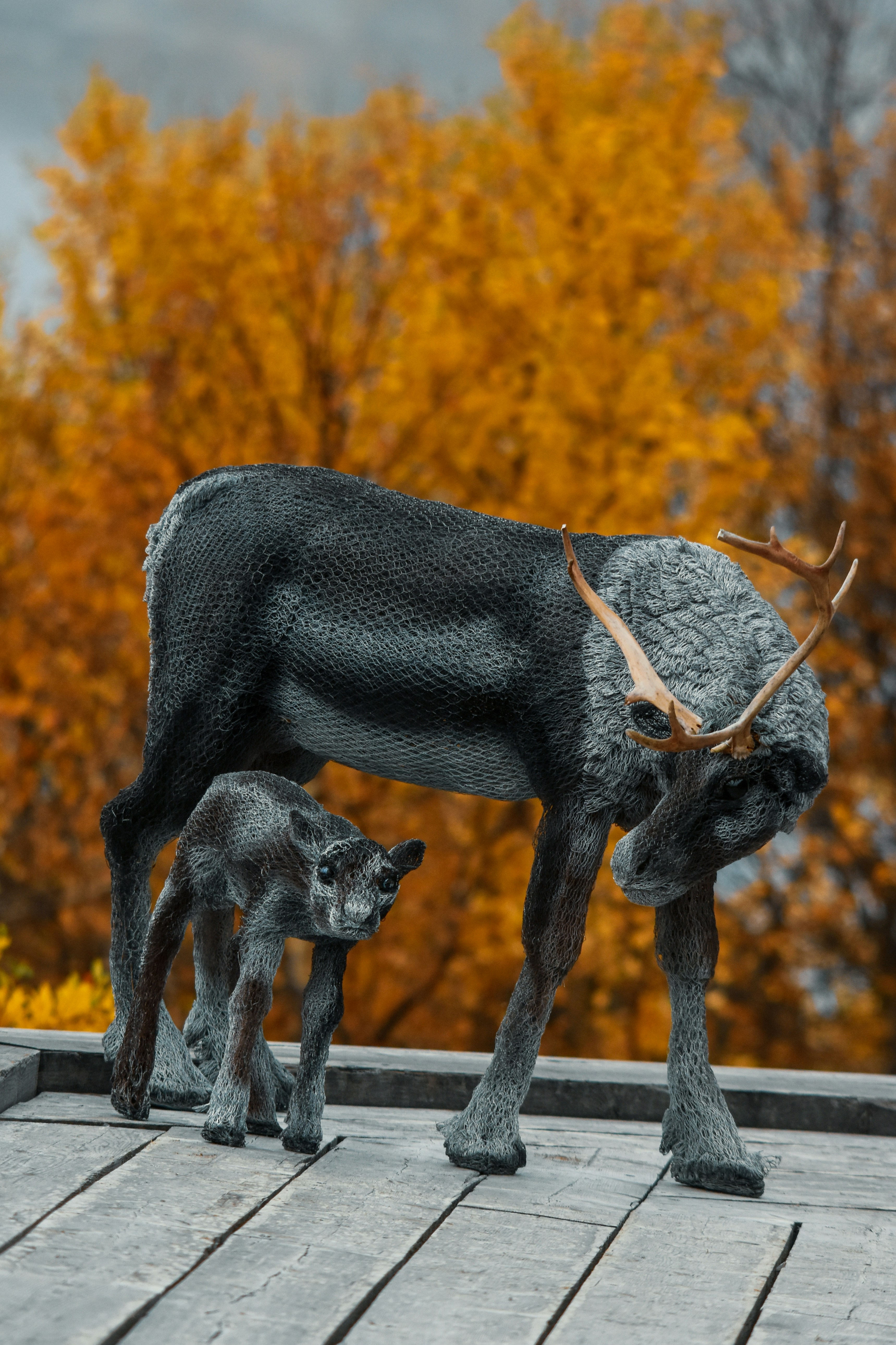Nature's Tender Bond: A Reindeer Family Moment