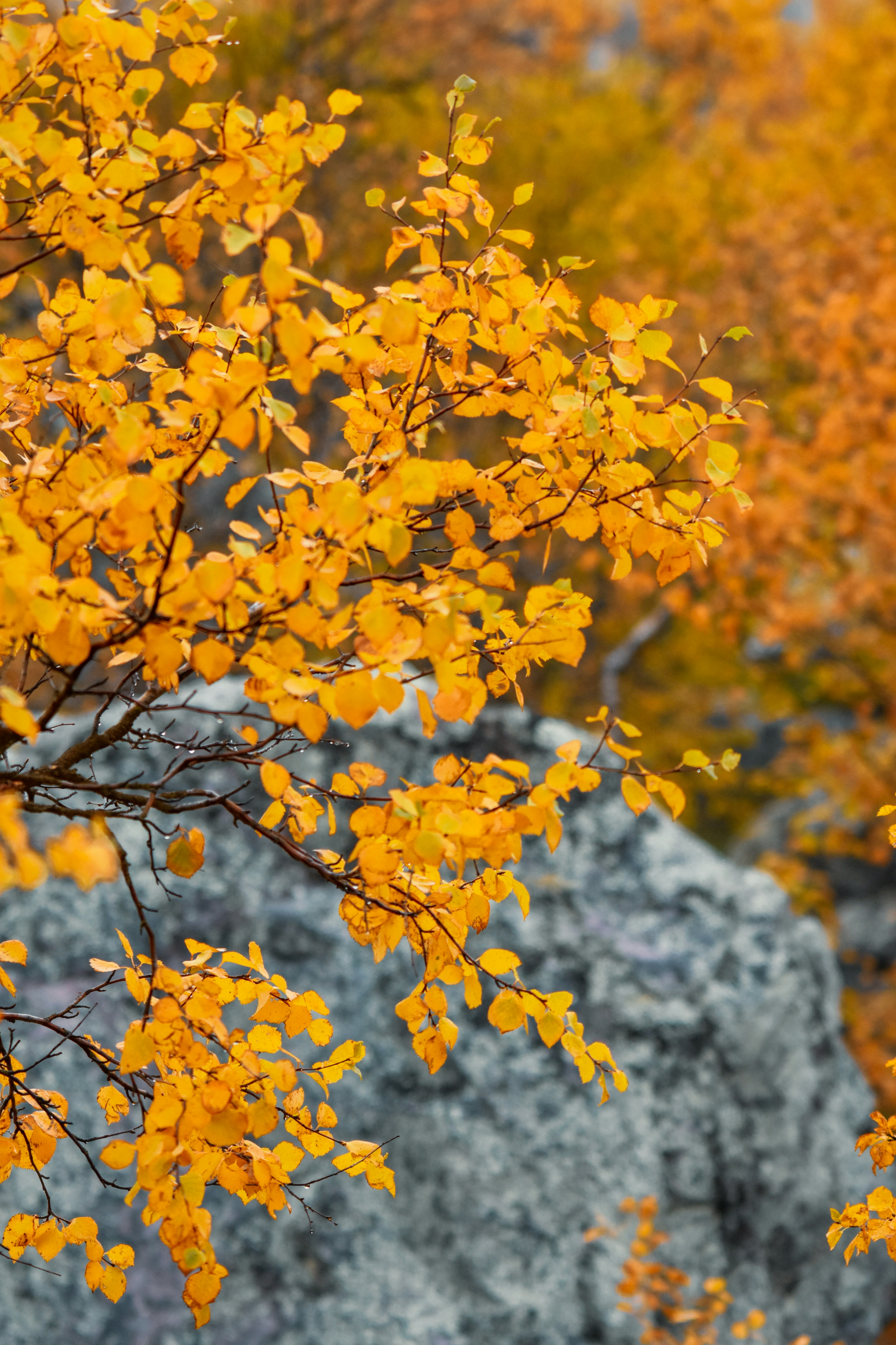 Autumn's Ember: A Mosaic of Golden Leaves