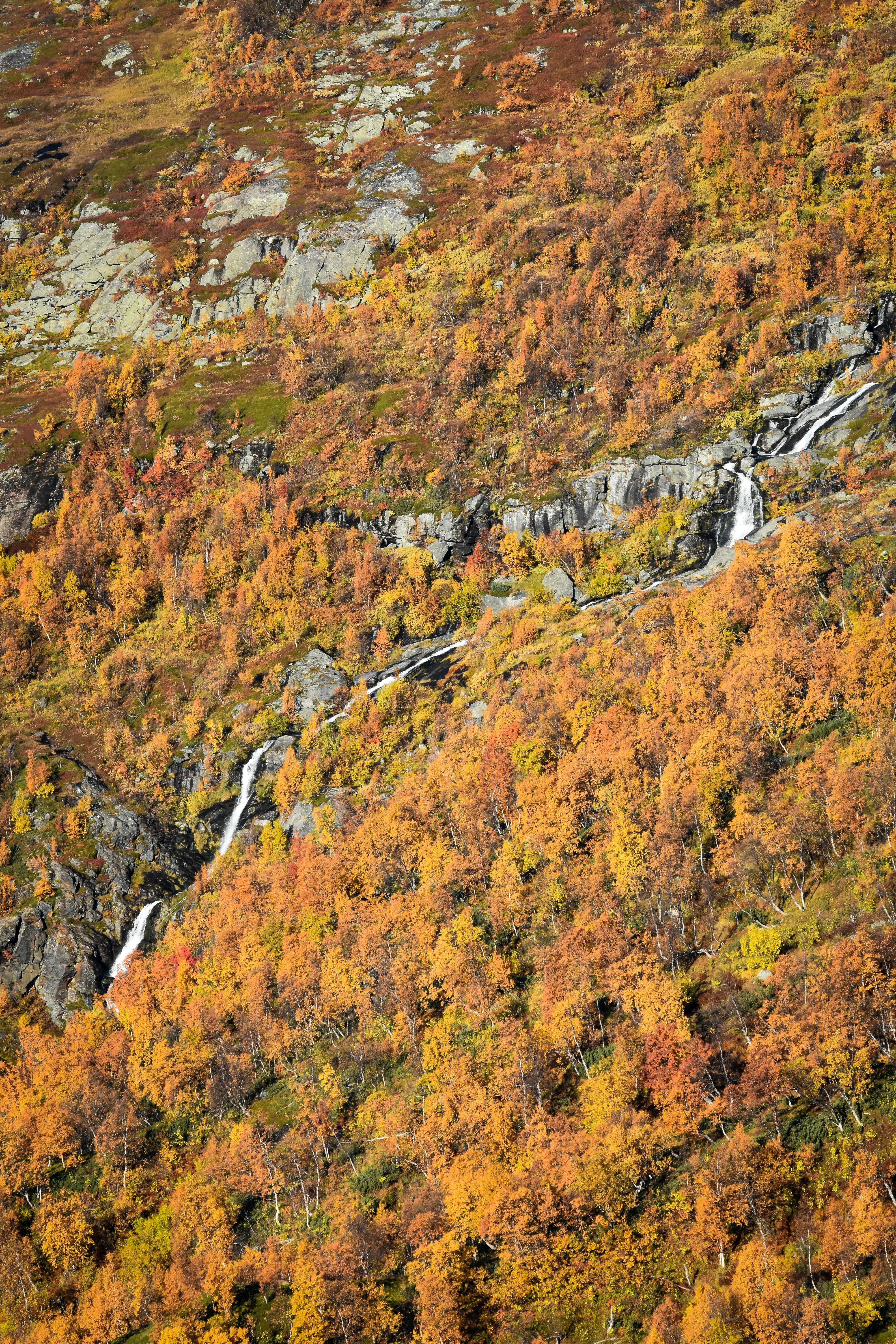 A serene waterfall flows through vibrant autumn foliage, showcasing a rich palette of oranges and yellows against rugged rocks.