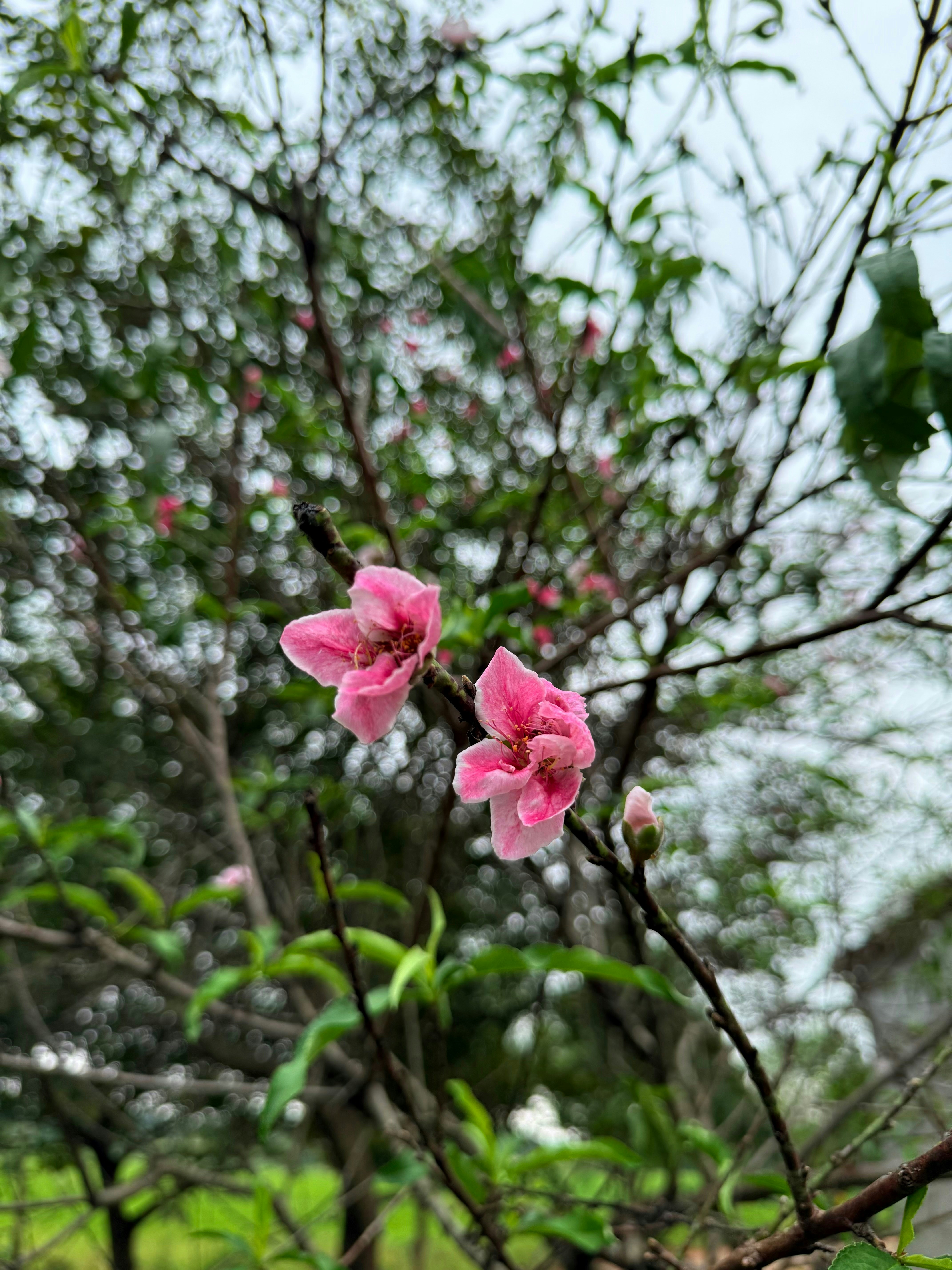 Whispers of Spring: A Blossom's Embrace
