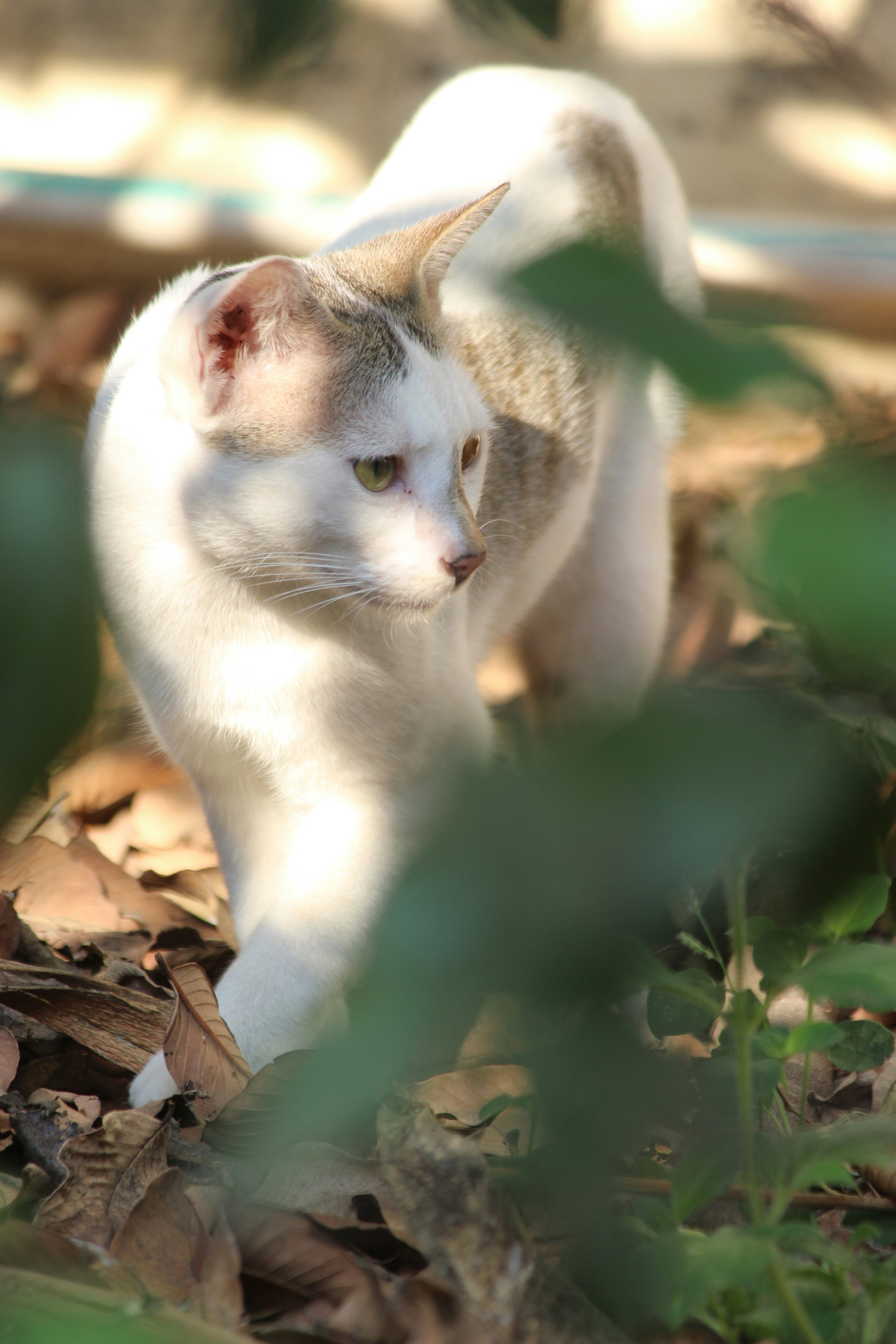 😸📸 | A white cat with brown markings walks through leaves.