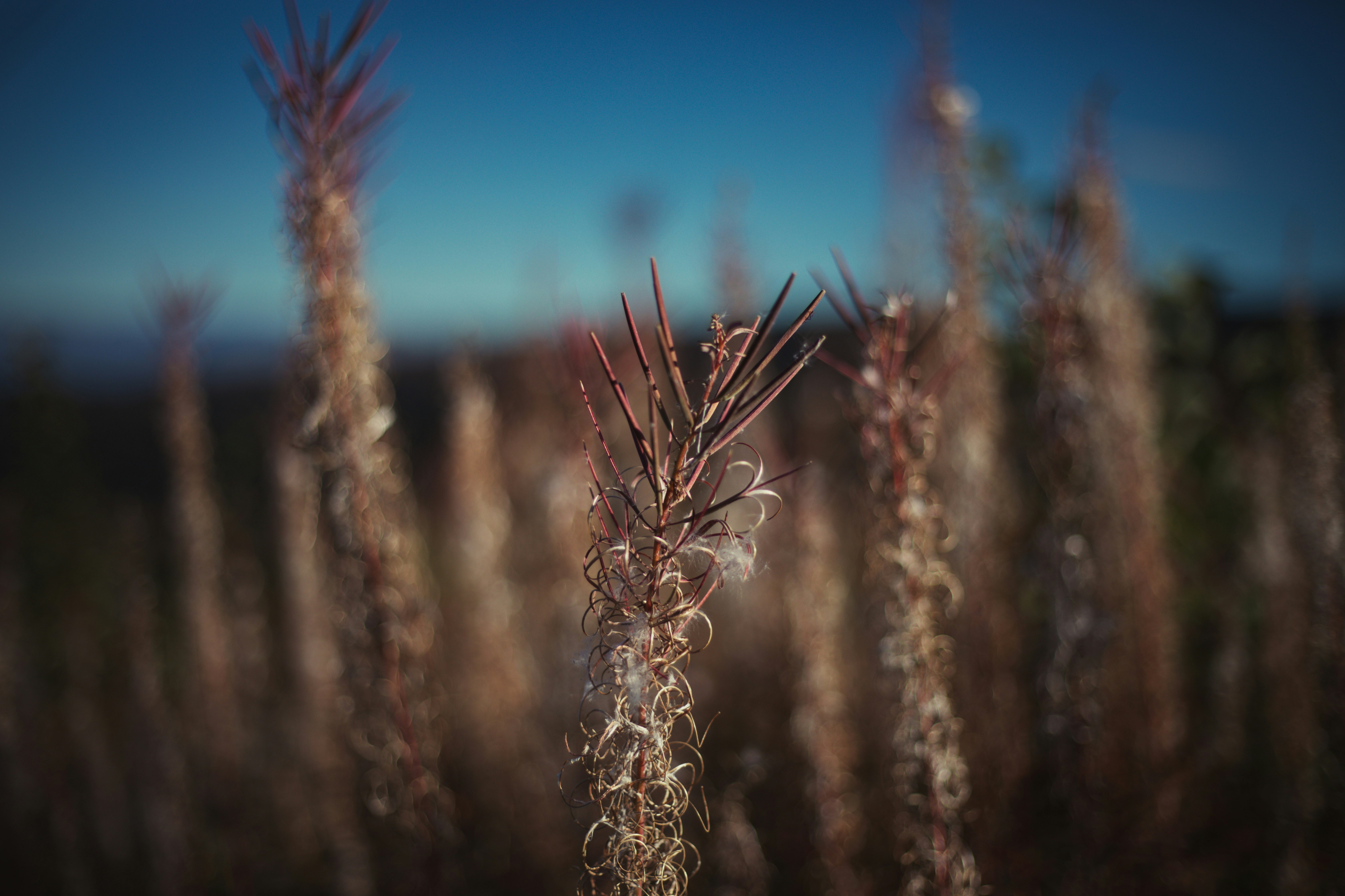 Autumn feeling in Norway | Dry plants against a blurred blue sky.