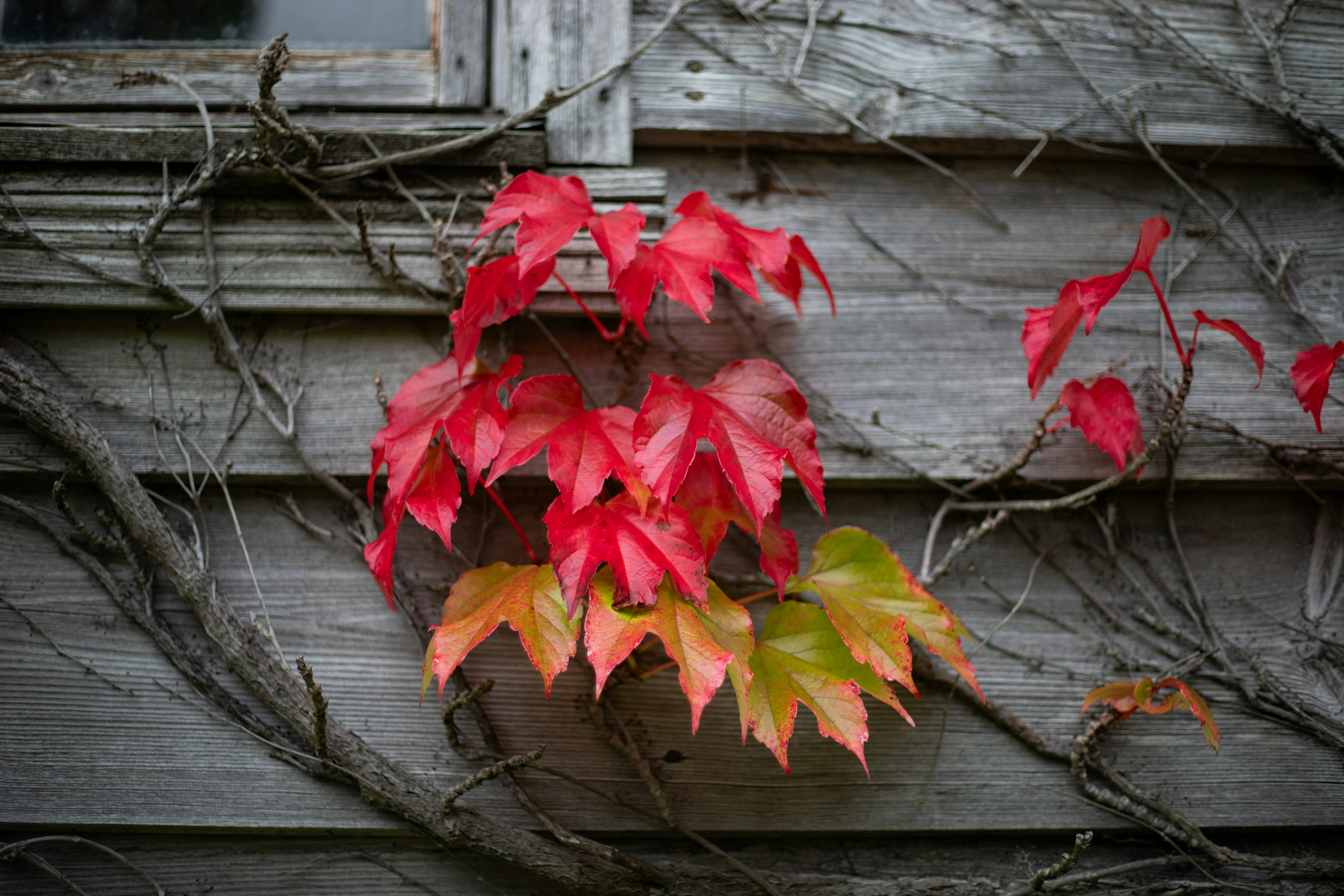 Brilliant red and green leaves entwined with weathered wood, showcasing the beauty of seasonal transition.
