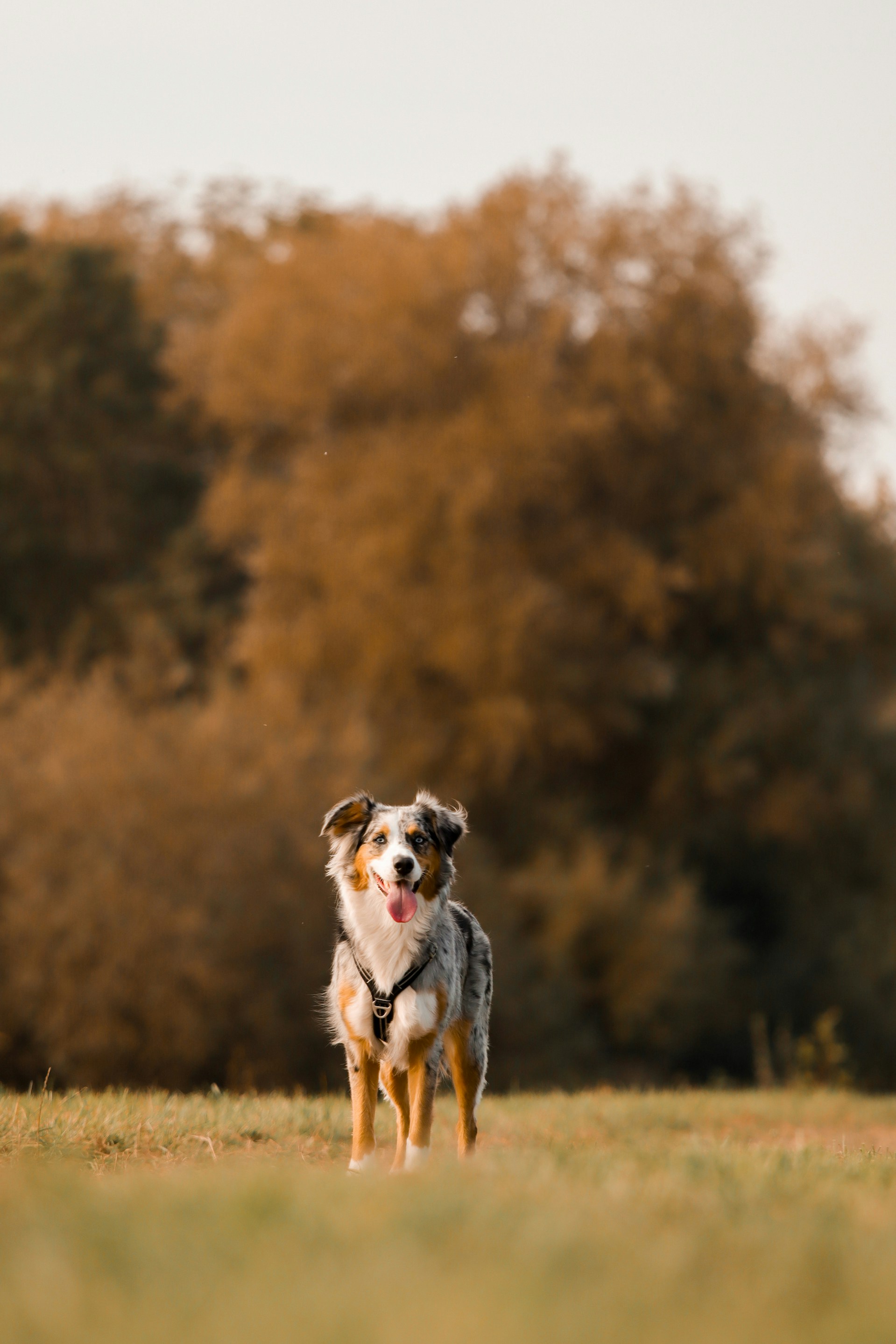 A playful dog stands in a grassy field, surrounded by softly blurred autumn foliage in the background.