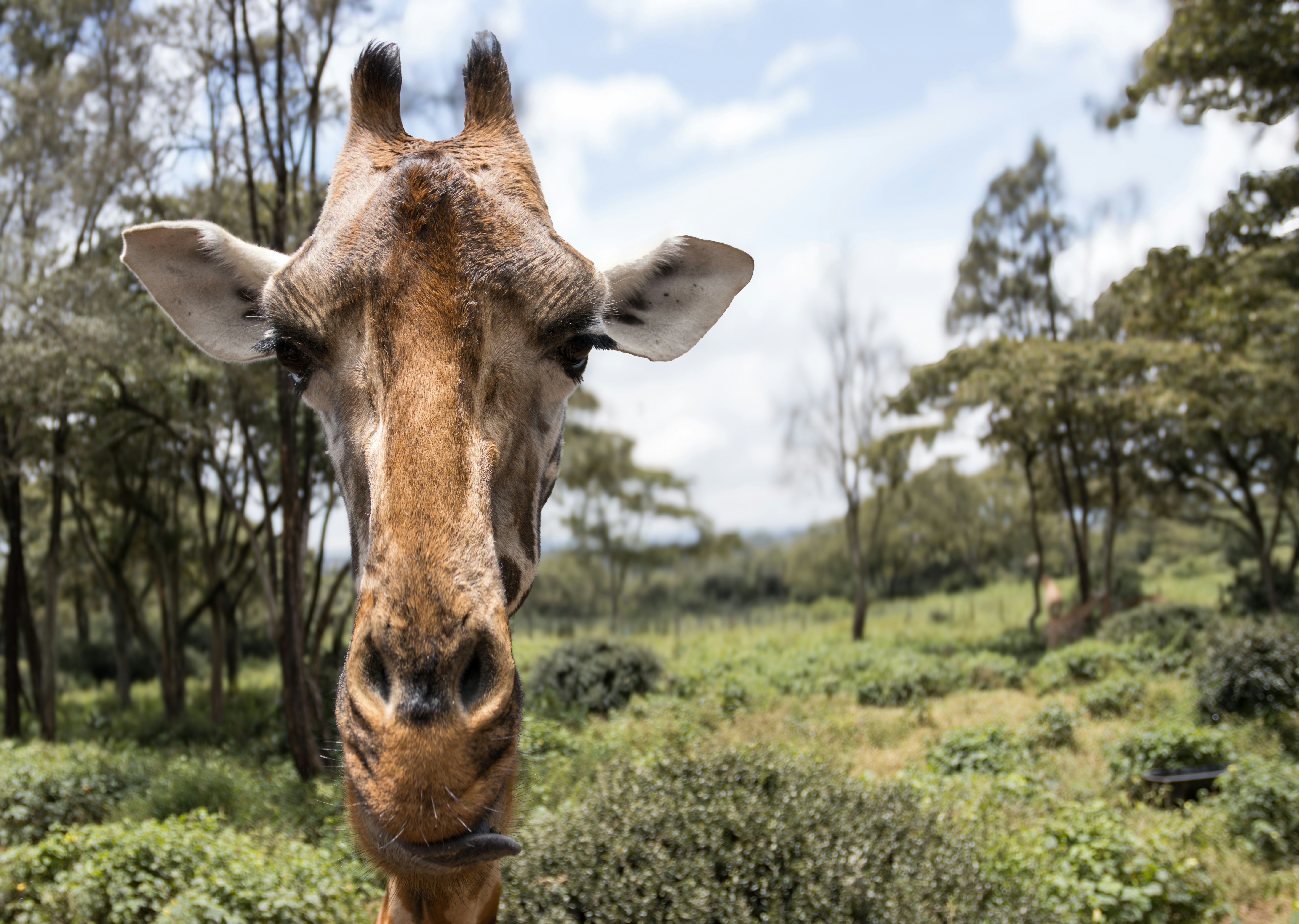 A Giraffe's Curious Gaze